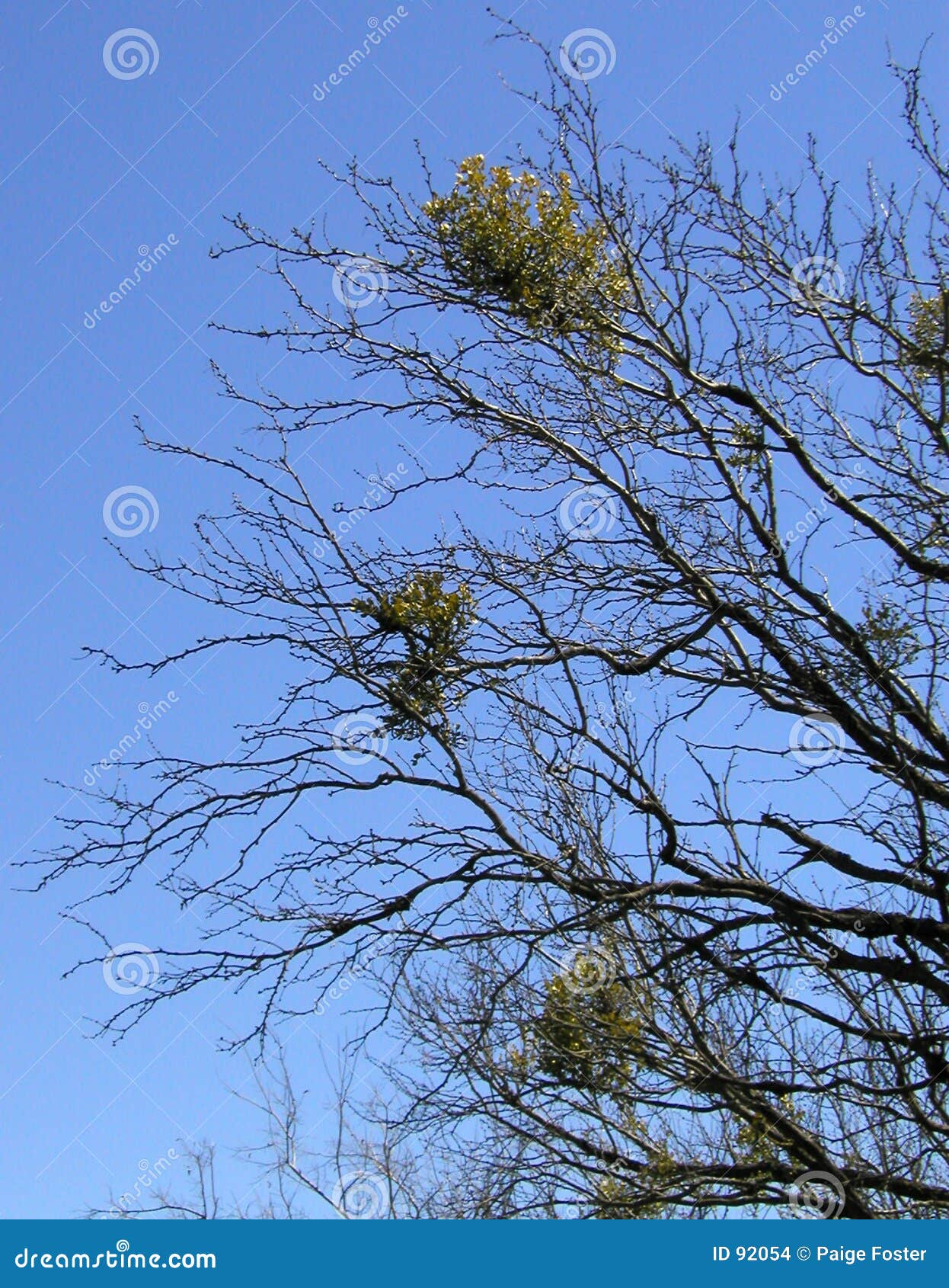 Mistletoe stock photo. Image of mistletoe, green, blue, parasitic - 92054