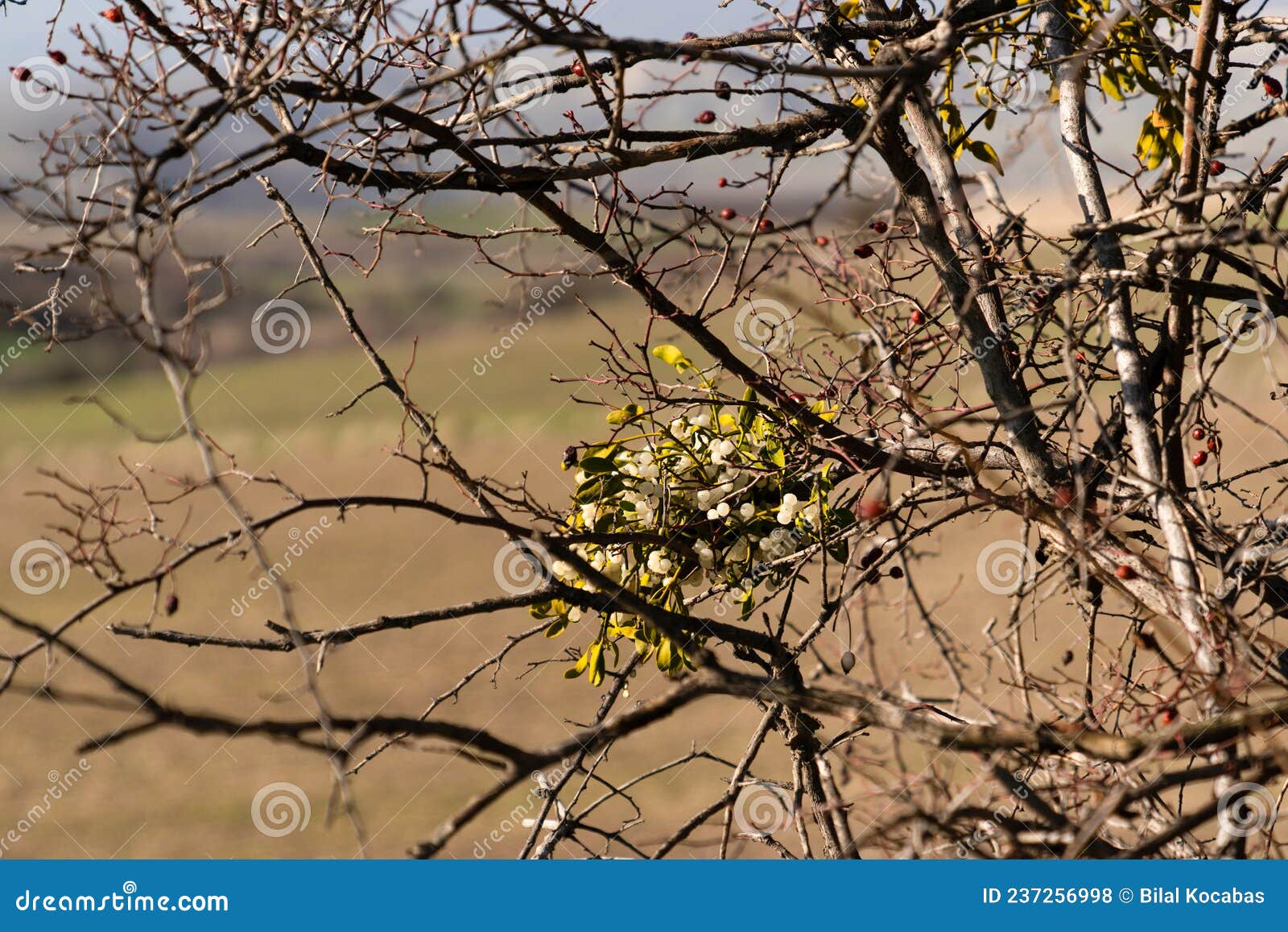 Mistletoe is Attached To Their Host Tree or Shrub by a Structure Called ...