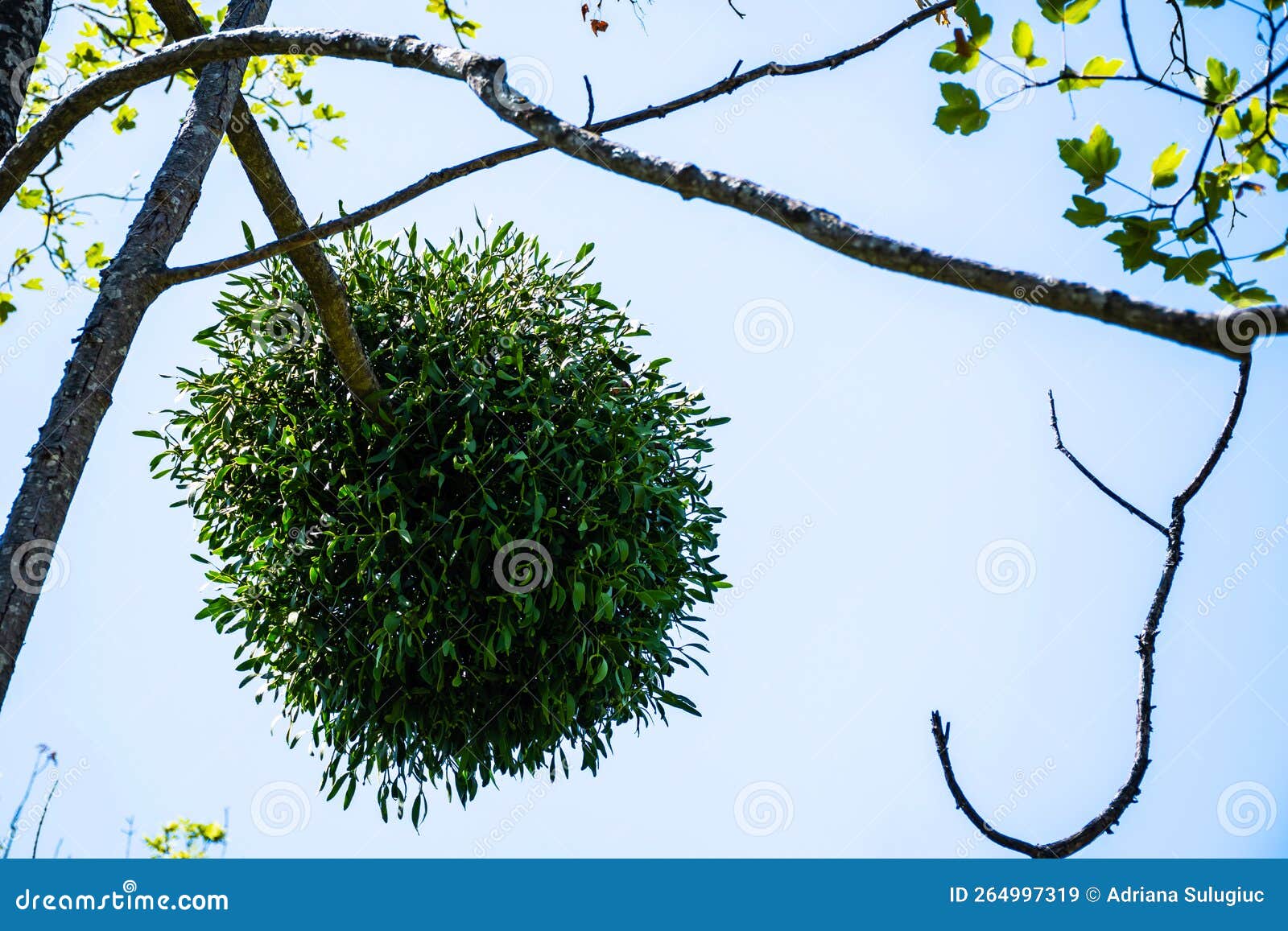 Mistletoe stock image. Image of hemiparasites, medicine - 264997319