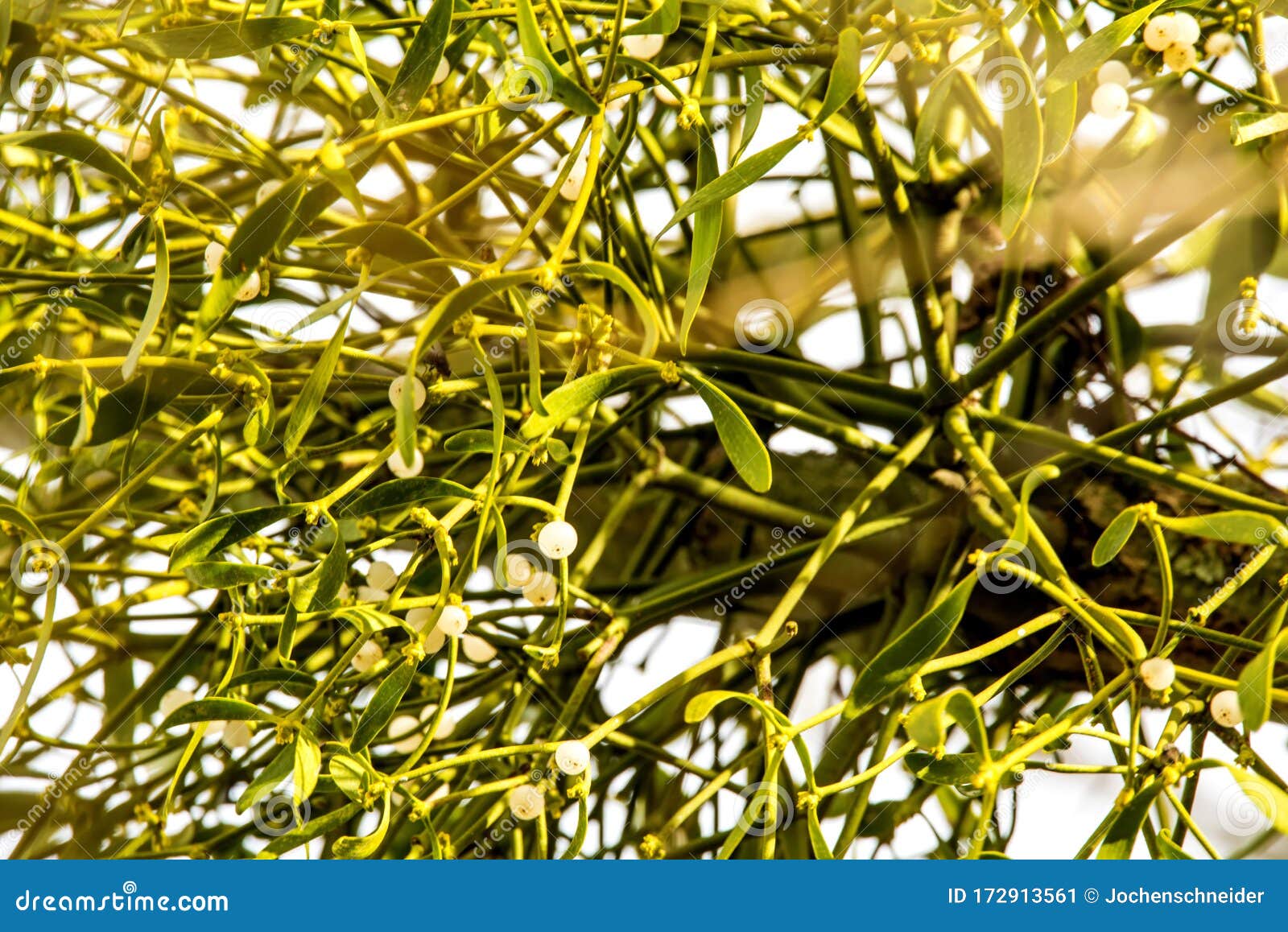 Mistletoe in a Bald Tree in Germany Stock Image - Image of mistletoe ...