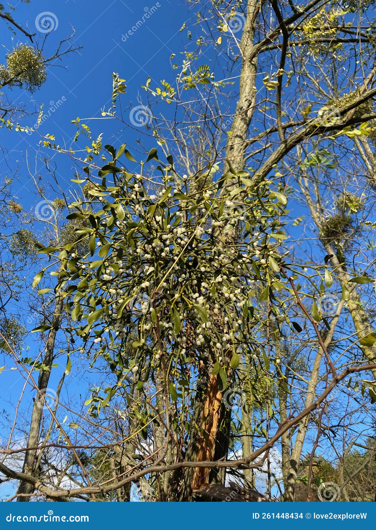 Black Locus Stock Photos - Free & Royalty-Free Stock Photos from Dreamstime