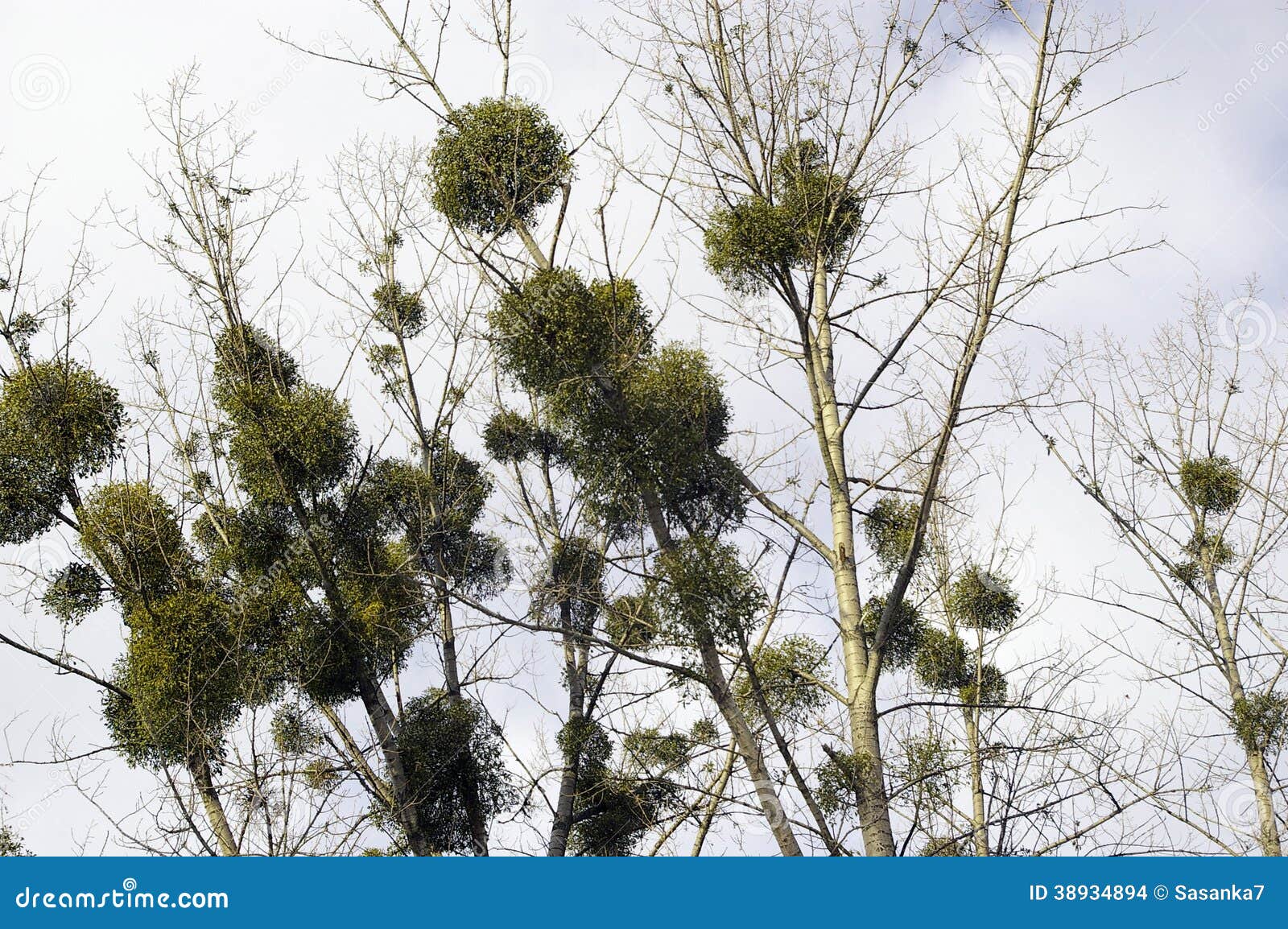 Real Mistletoe On Tree