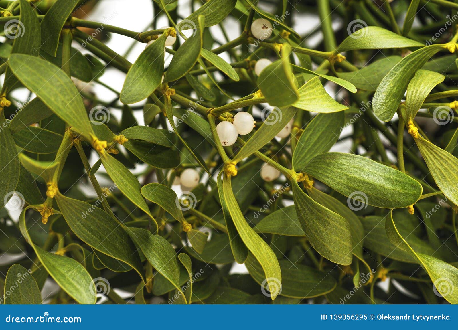 Mistletoe with berries stock image. Image of luck, parasite - 139356295
