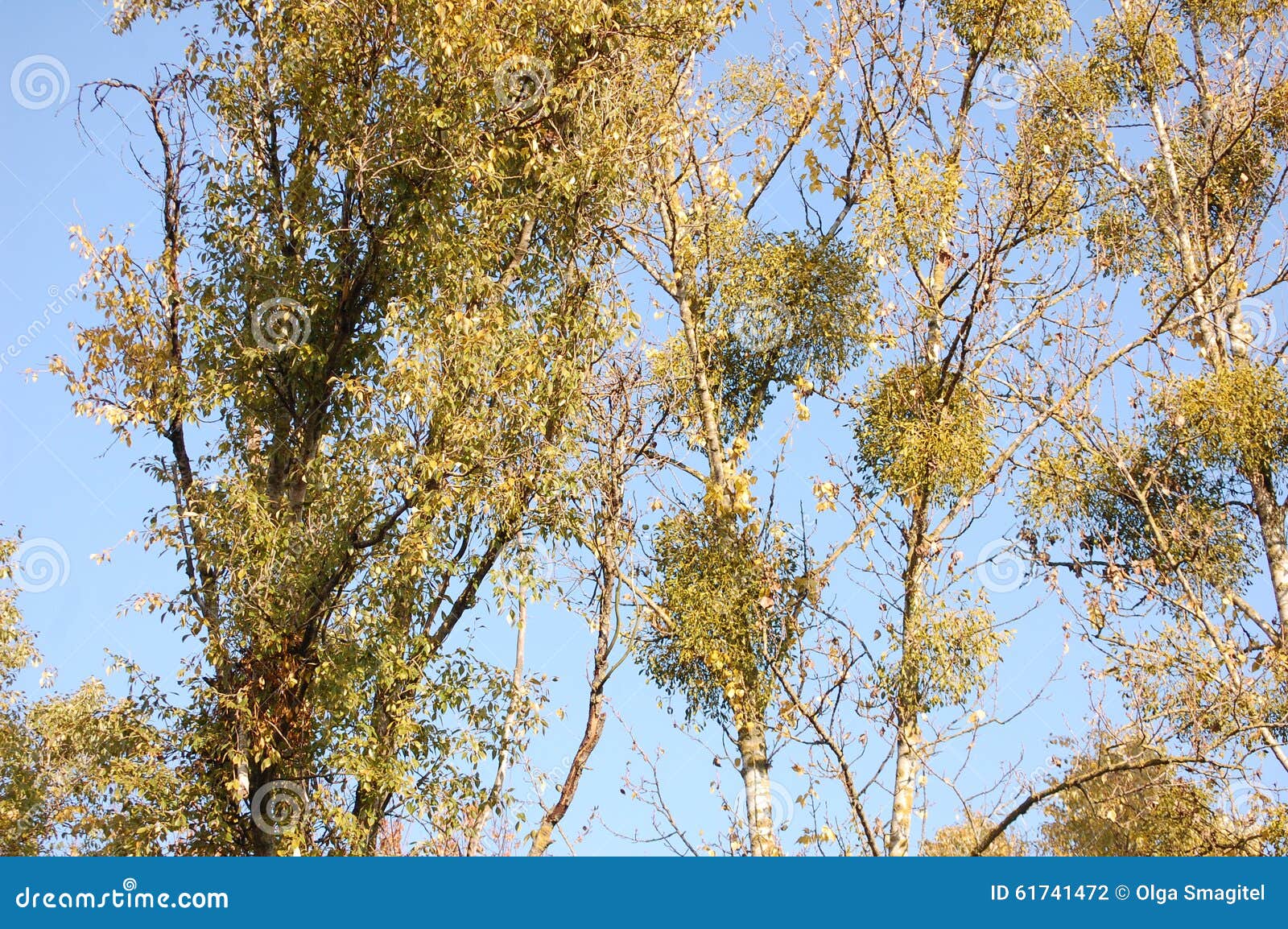 Mistletoe and Blue Sky Background Stock Photo - Image of trees ...