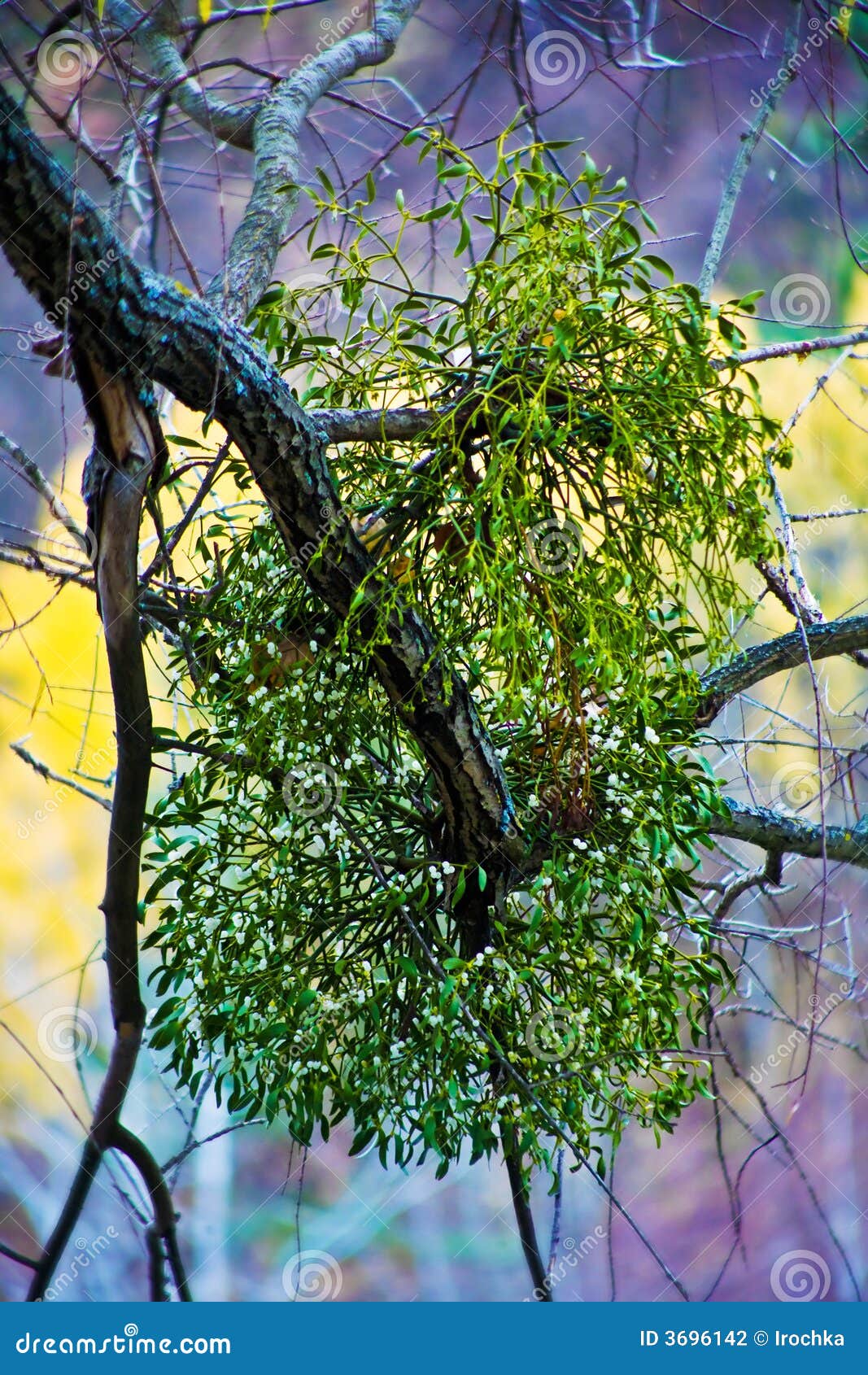 Mistletoe branch stock photo. Image of green, leaves, botany - 3696142
