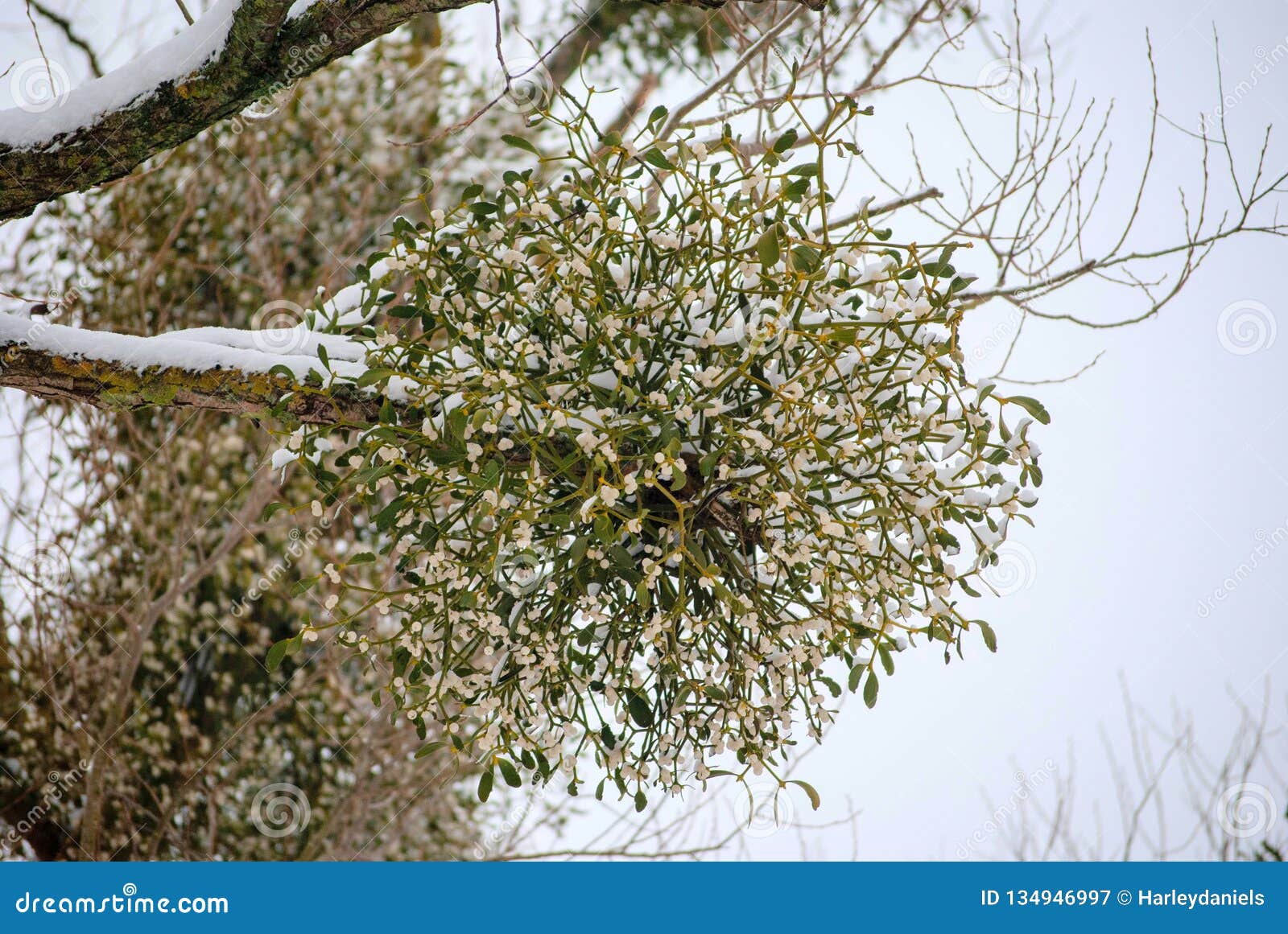 Mistletoe on the branch stock image. Image of decorative - 134946997