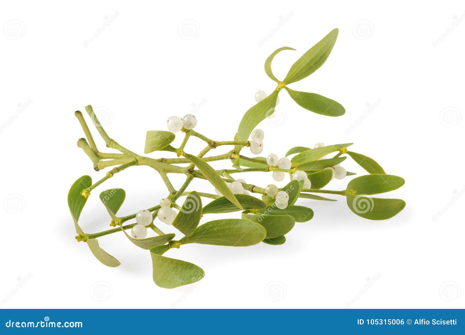 Mistletoe Branch with Berries Stock Photo - Image of sprig, parasitic ...