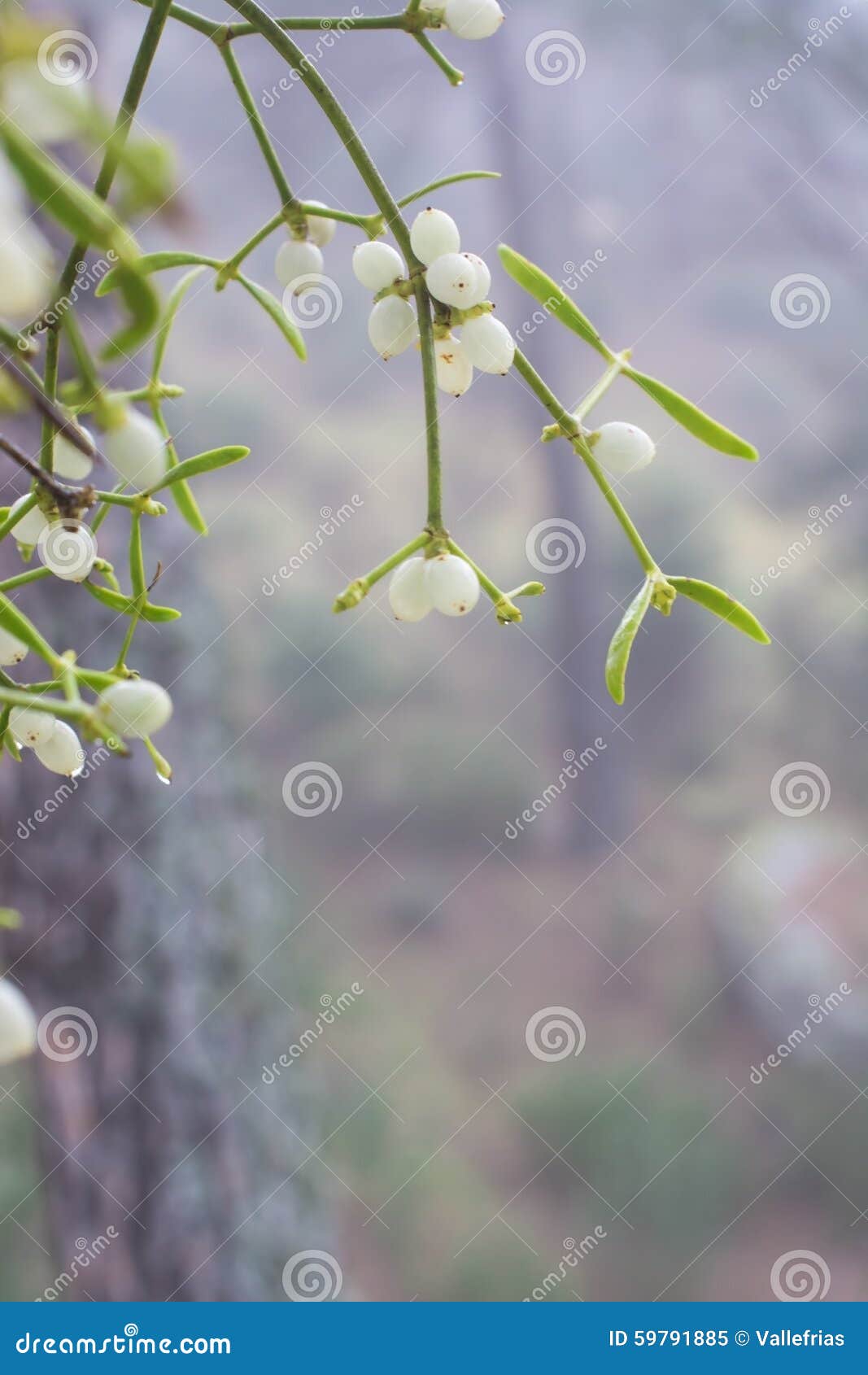 Mistletoe stock image. Image of britain, hedgerow, fruit - 59791885