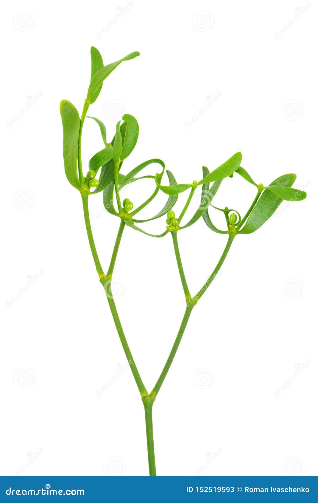 Mistletoe Branch Isolated on a White Background Stock Image - Image of ...