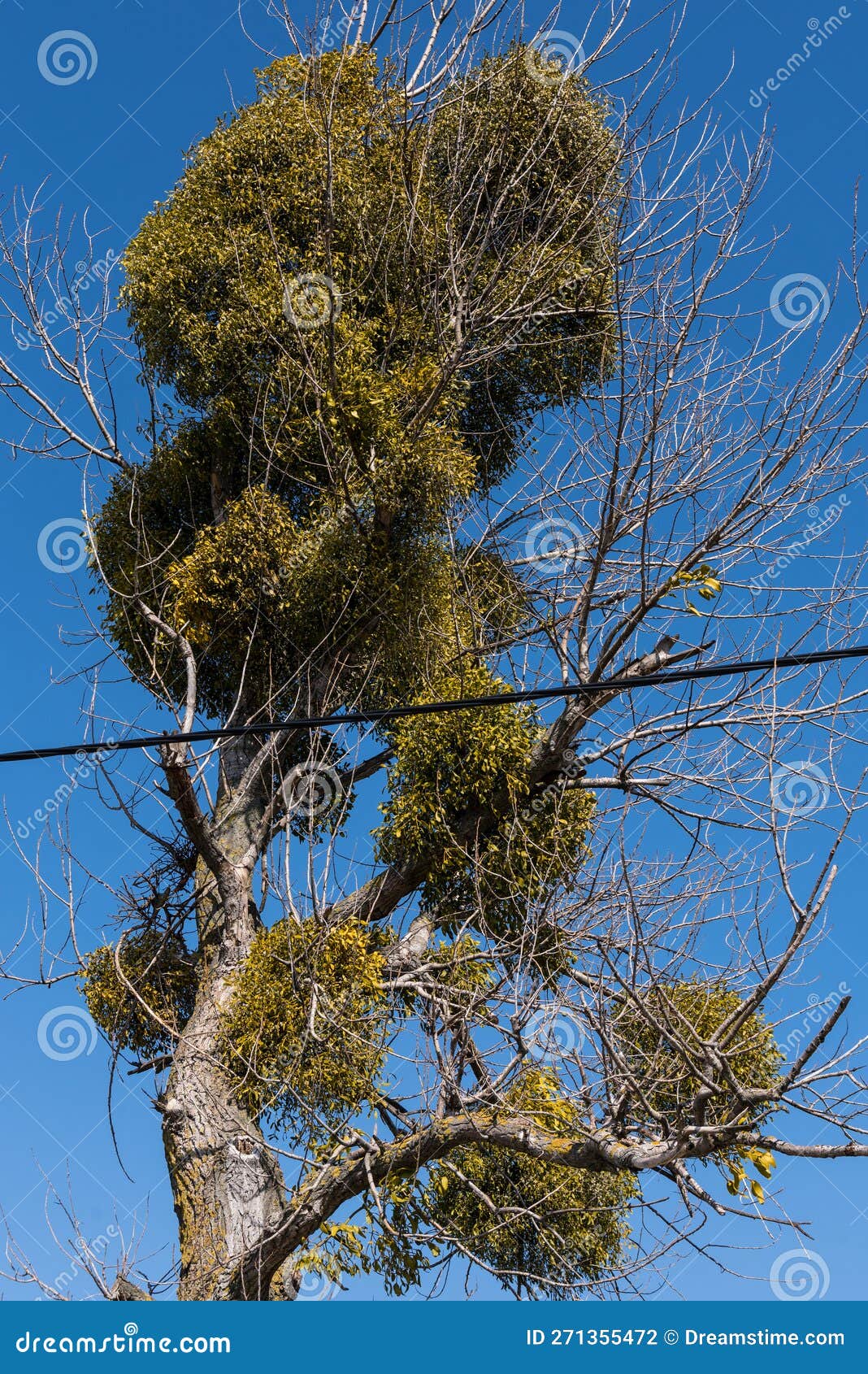 Mistletoe Branches on a Tree Stock Photo - Image of mascot, plant ...