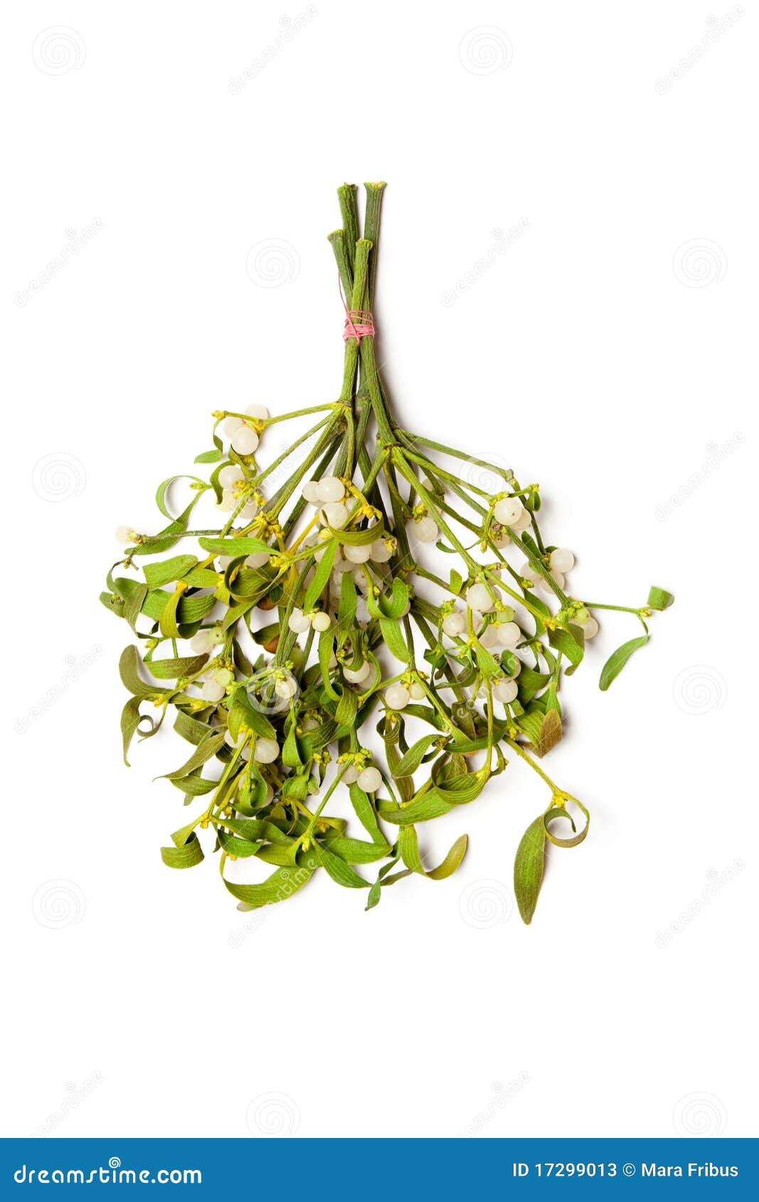 Mistletoe bunch stock image. Image of posy, pagan, ornament - 17299013