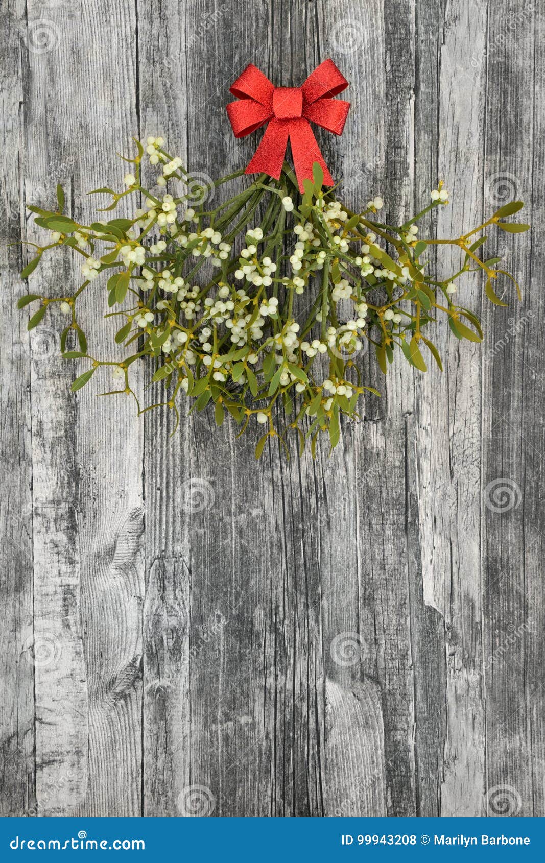 Mistletoe at Christmas stock photo. Image of flora, seasons - 99943208