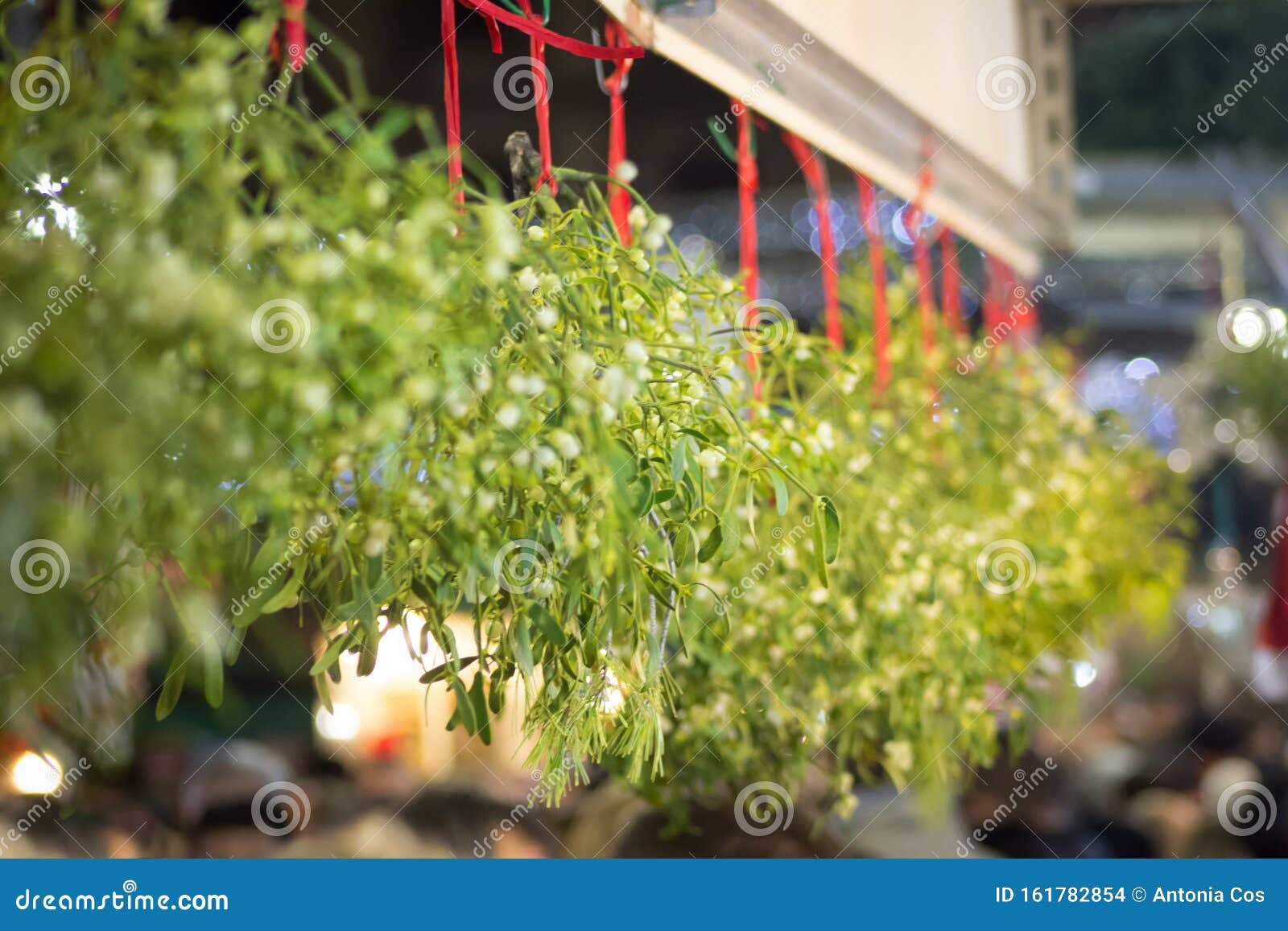 Mistletoe for Christmas Decoration. Stock Photo - Image of celebration ...