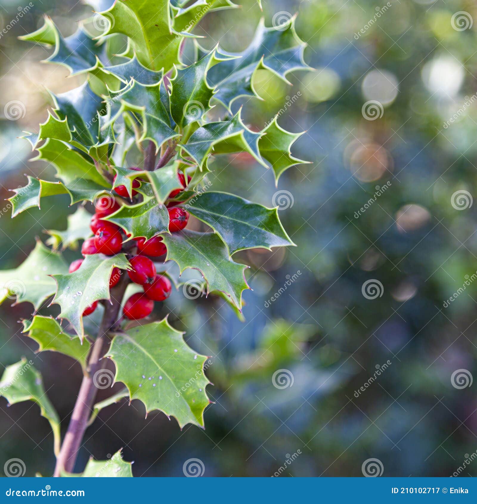 Mistletoe close-up. stock image. Image of details, blooming - 210102717