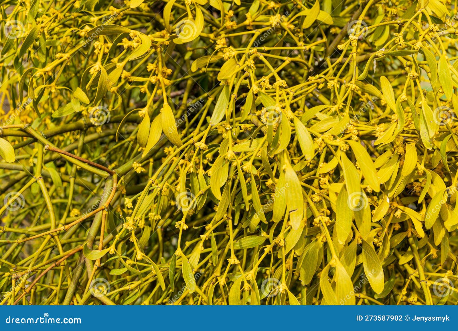 Mistletoe Close Up. Mistletoe is Parasitic Plant Growing on Trees Stock ...