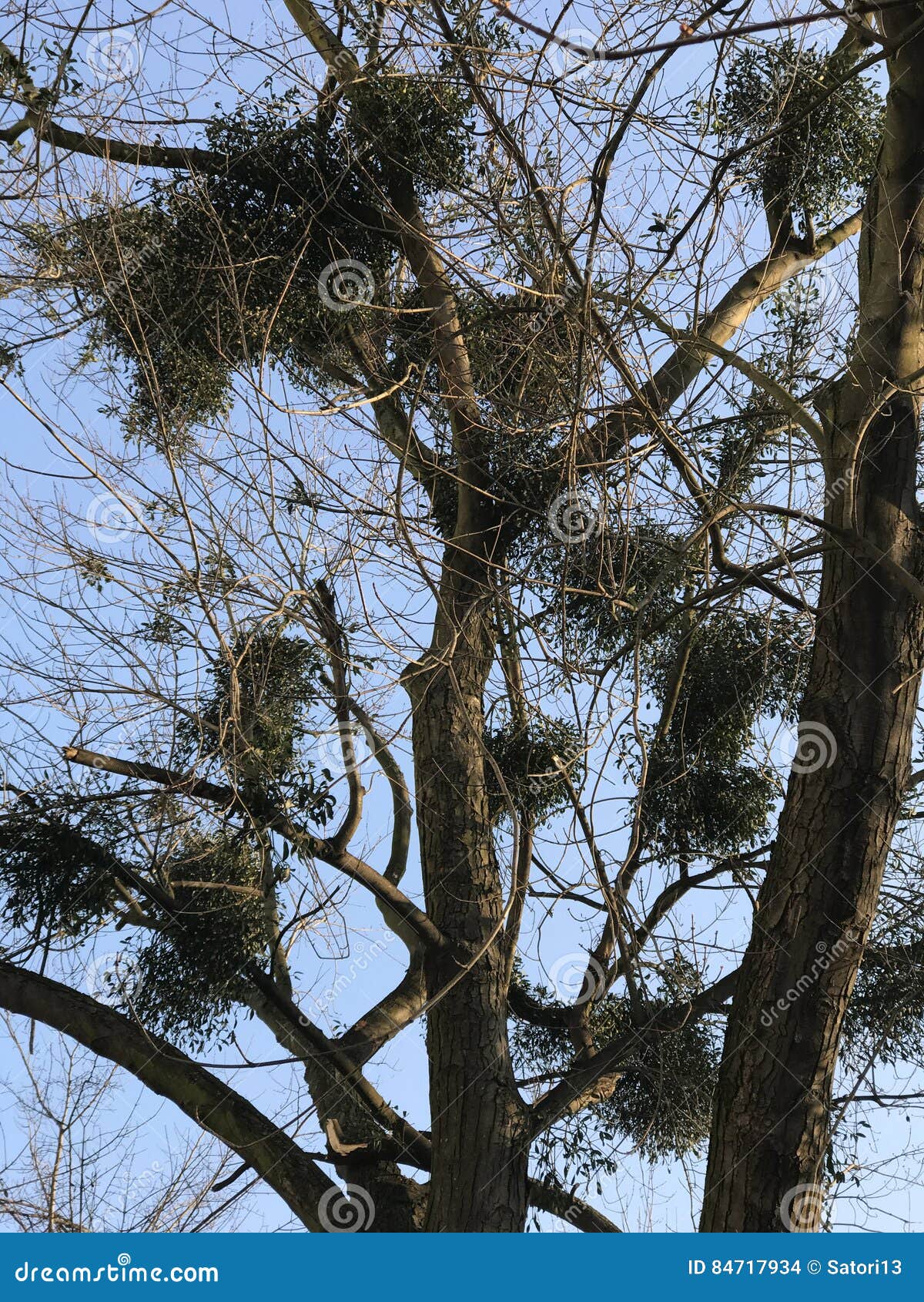 Mistletoe Clusters Clinging To the Tree Stock Photo - Image of leaving ...