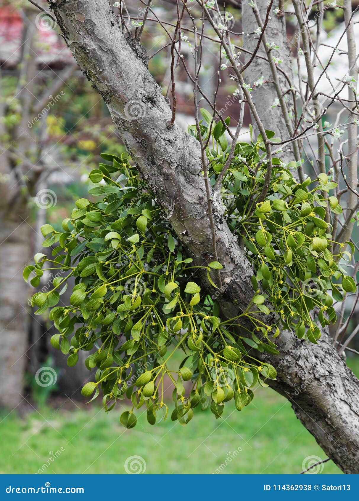 Mistletoe Clusters Clinging To the Tree Stock Photo - Image of common ...