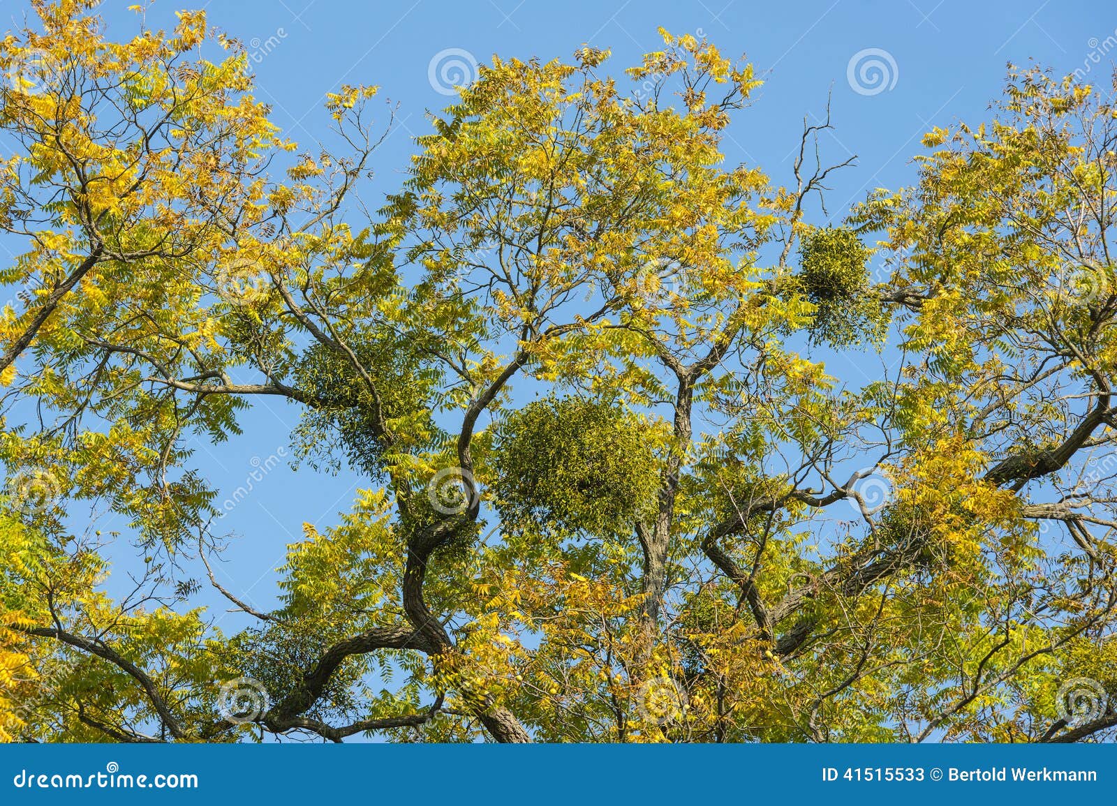 Mistletoe on Convoluted Tree Stock Image - Image of eudikotyledonen ...