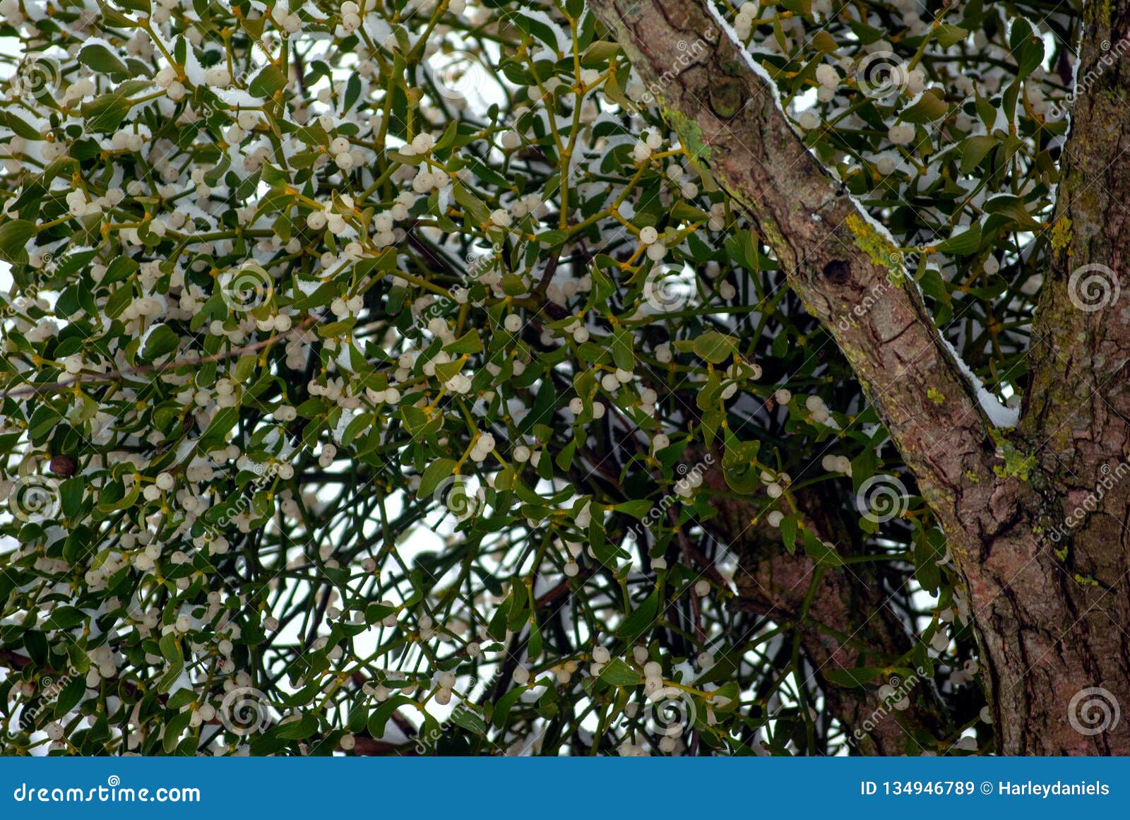 Mistletoe Covered with the Snow Stock Image - Image of evergreen, color ...