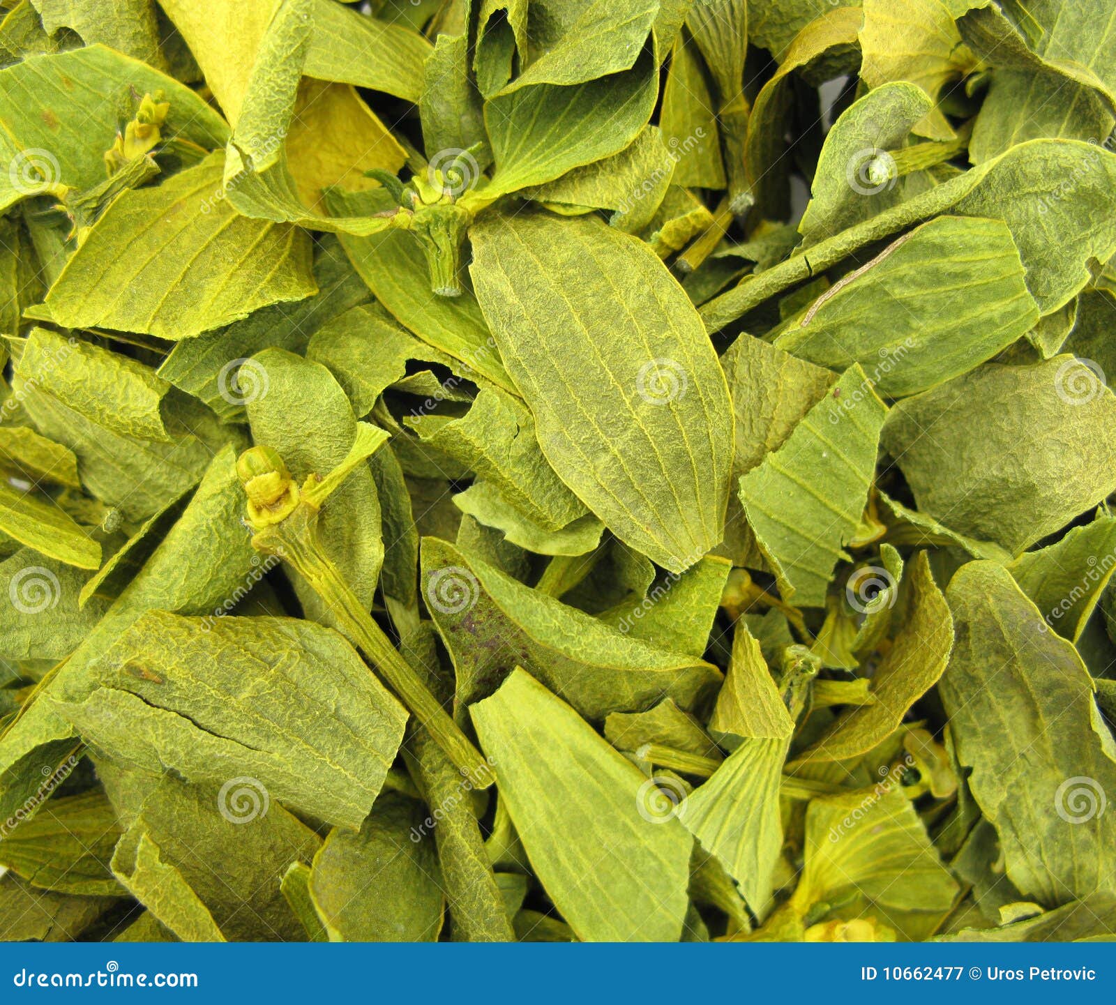 Mistletoe dried leaves stock image. Image of poisonous - 10662477