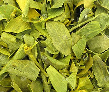 Mistletoe dried leaves stock image. Image of poisonous - 10662477