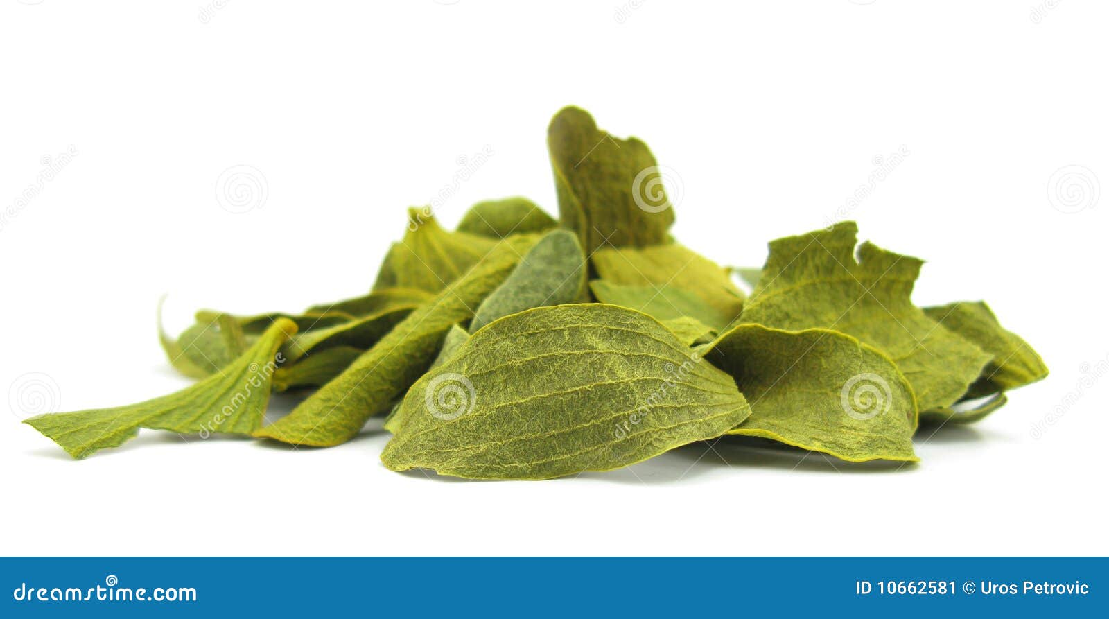 Mistletoe dried leaves stock image. Image of leaves, plant - 10662581