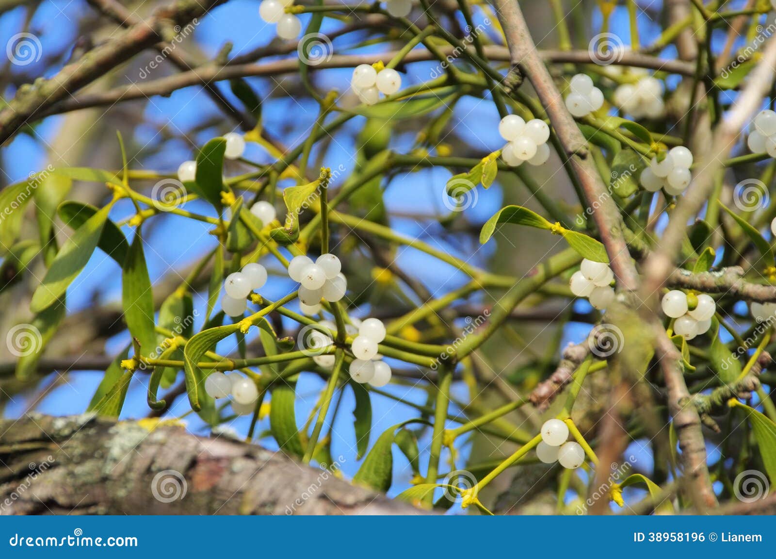 Mistletoe stock photo. Image of branch, perch, spring - 38958196