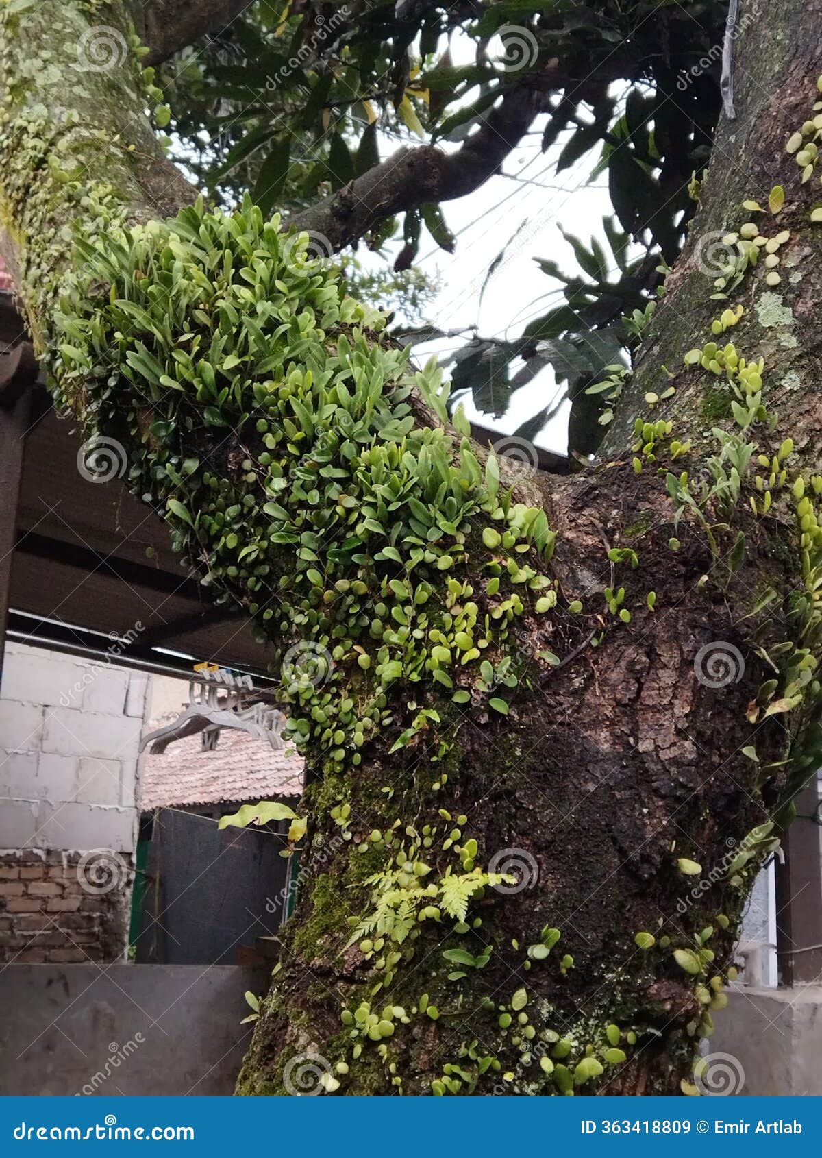 Mango Trees Bloom Beautifully In Season In Nature. Stock Photography ...