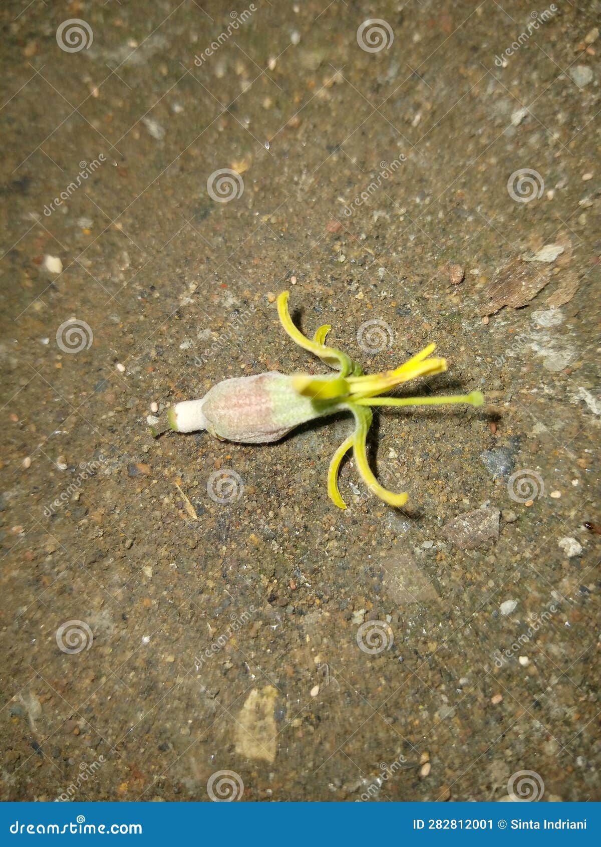 Mistletoe Flower that Fell To the Ground Stock Image - Image of animal ...