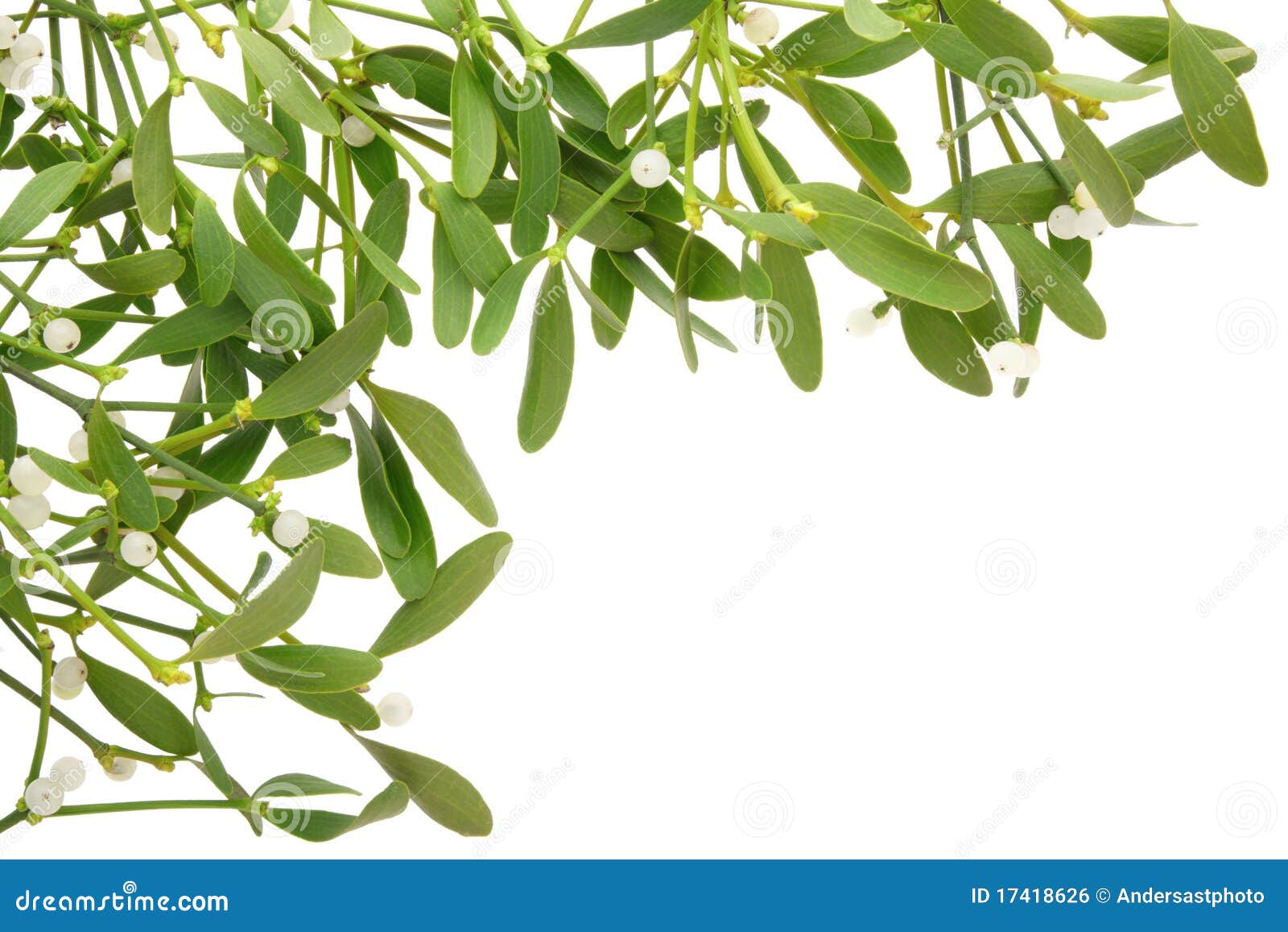 Mistletoe frame stock photo. Image of spirituality, frame - 17418626
