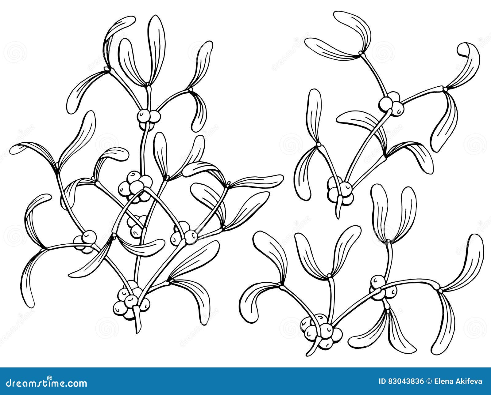 Mistletoe Graphic Black White Isolated Sketch Illustration Stock Vector ...