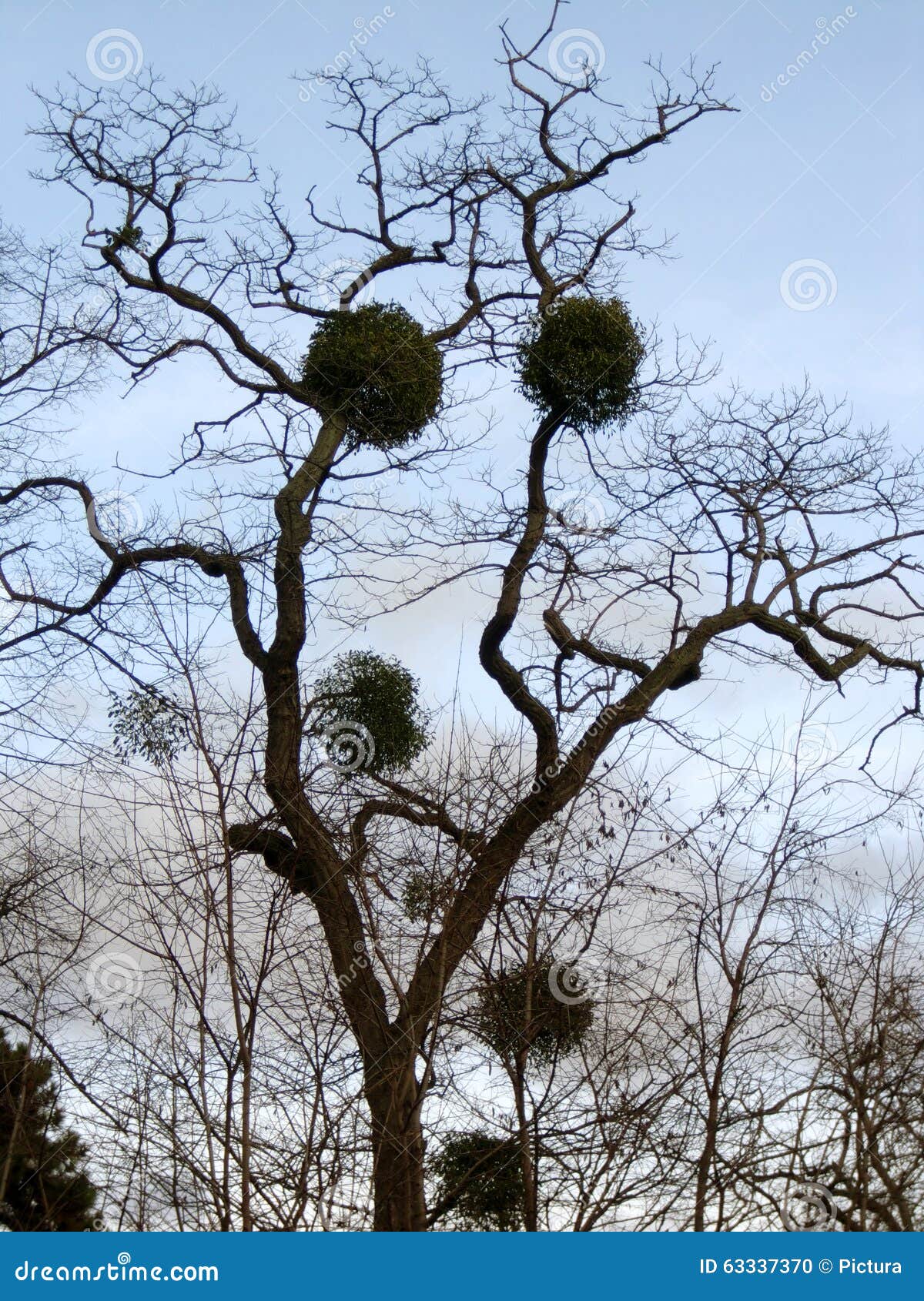 Mistletoe Growing on a Tree Stock Photo - Image of background ...