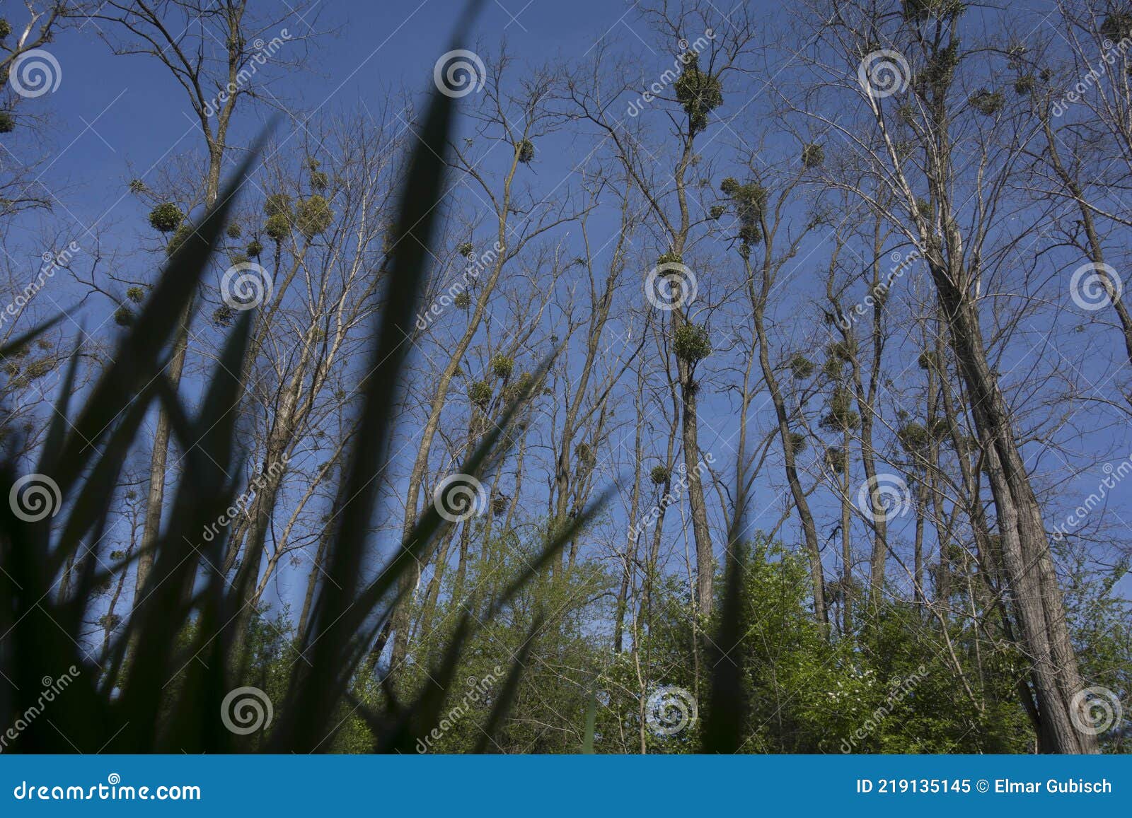 Mistletoe Growing on a Tree Stock Image - Image of botany, ecology ...