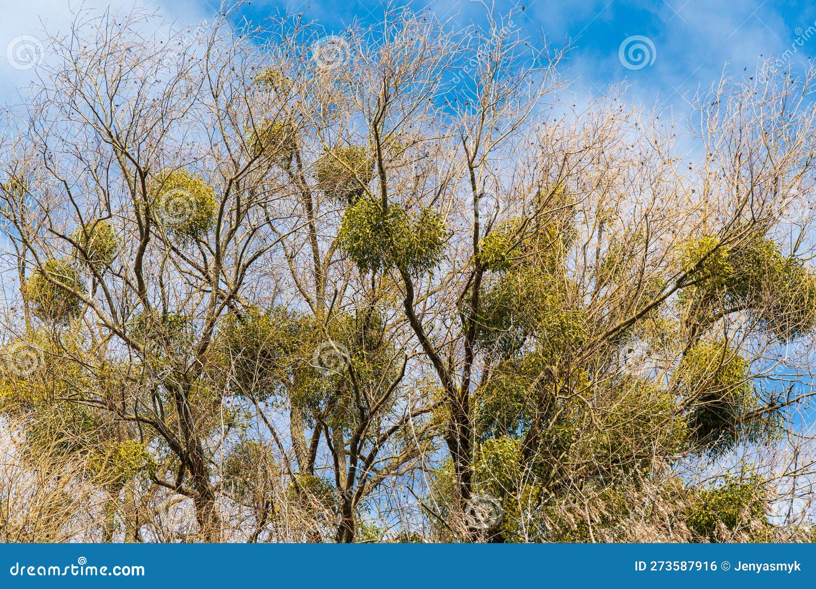 Mistletoe Growing on Tree. Mistletoe is Parasitic Plant Growing on ...