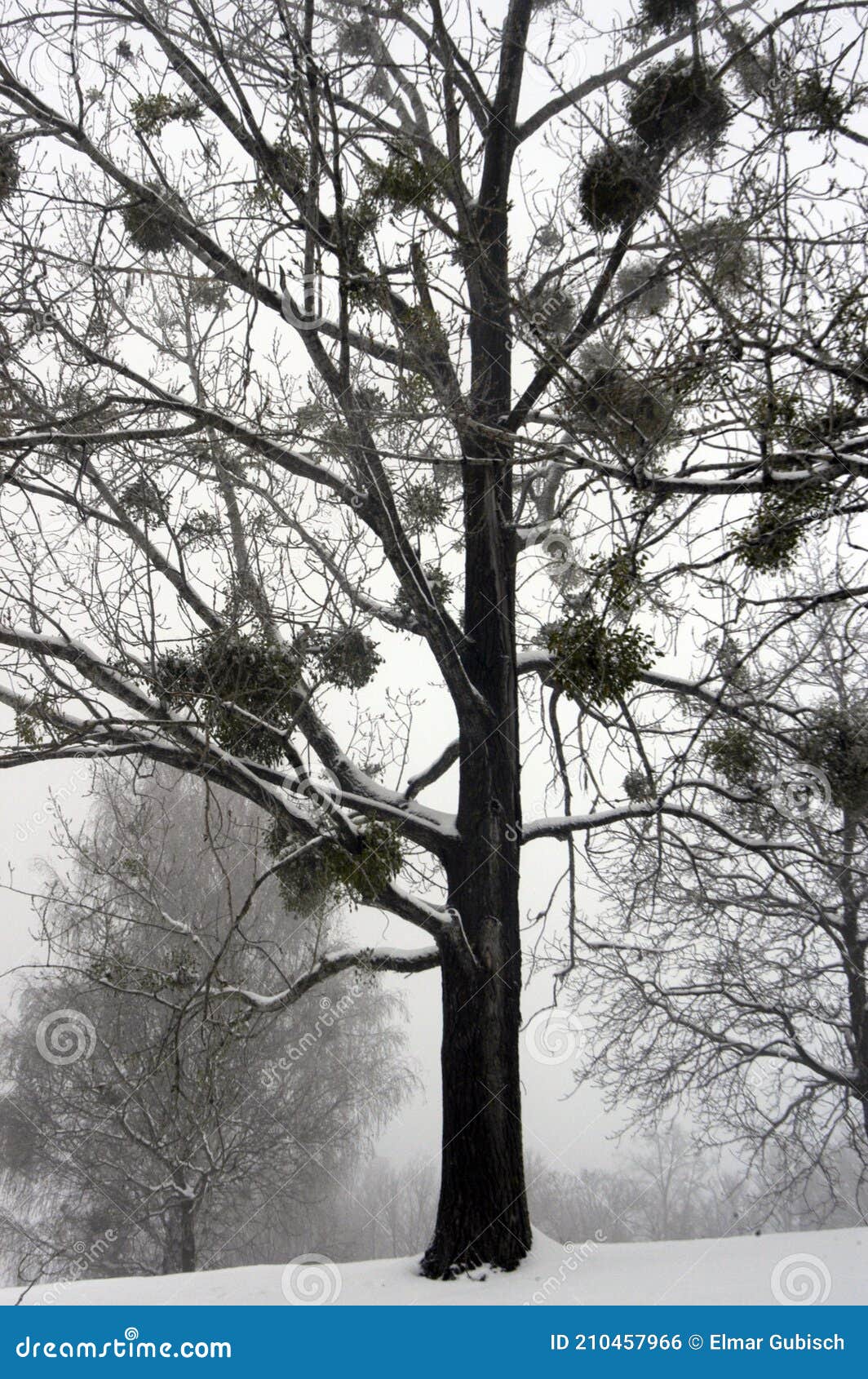 Mistletoe Growing on a Tree Stock Photo - Image of forestry ...