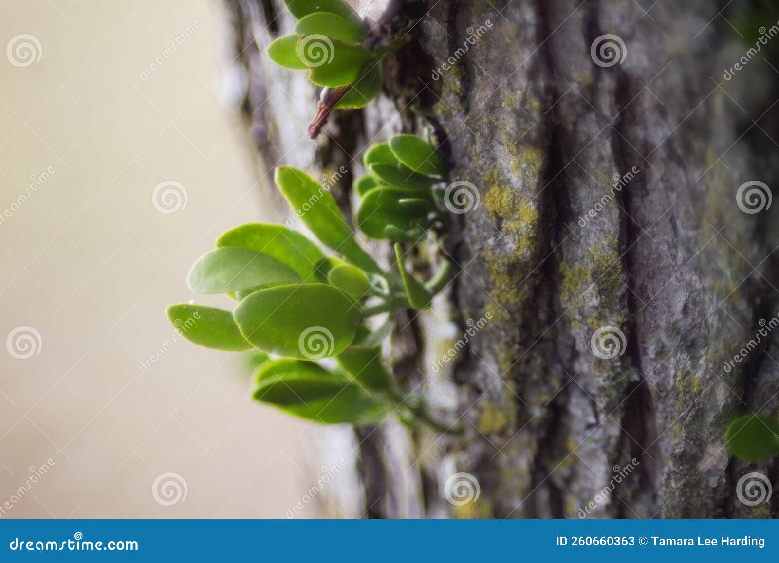 Mistletoe Growth on the Tree Trunk Isolated with Blurred Background ...
