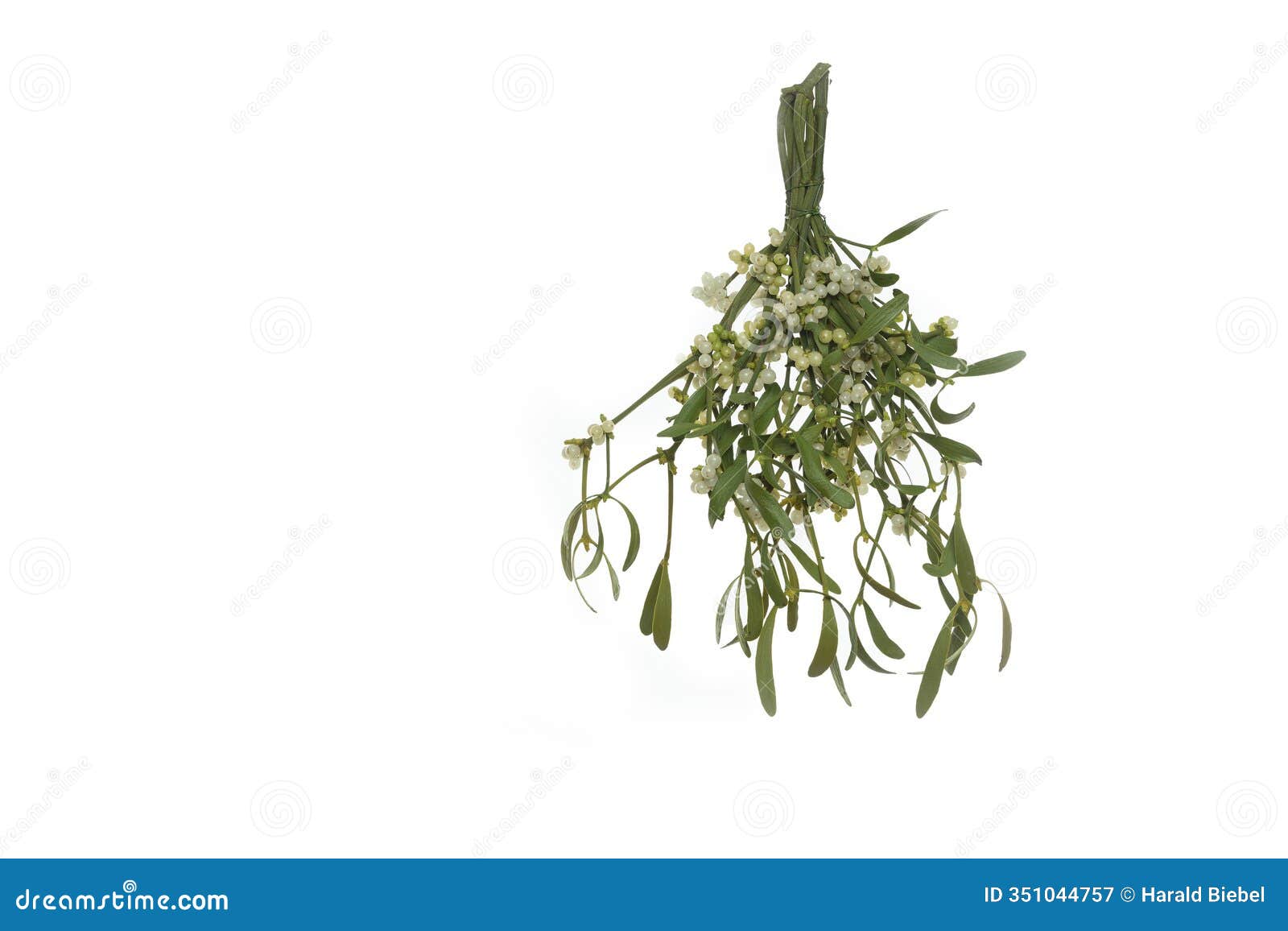 Mistletoe, Hanging in Front of a White Background Stock Image - Image ...