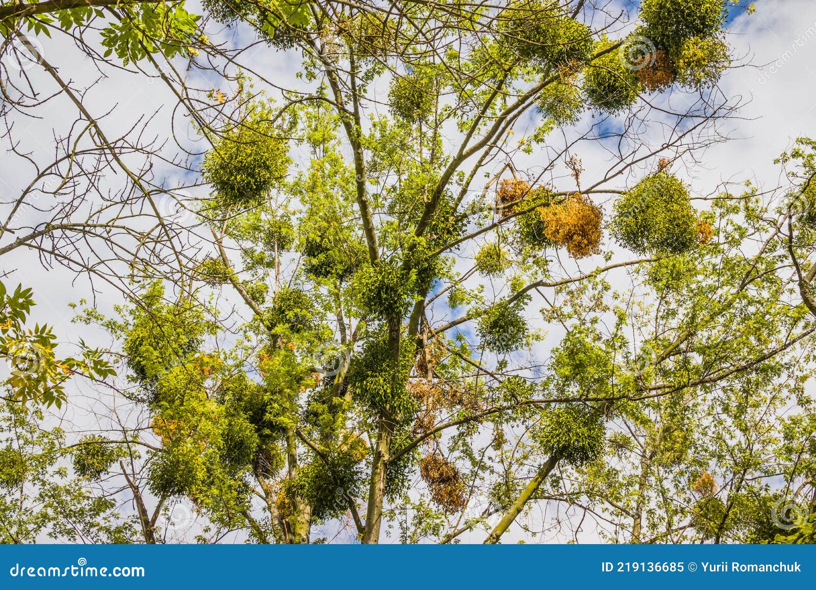 Mistletoe Lat. Viscum Parasite Plant on the Trunks and Branches of ...