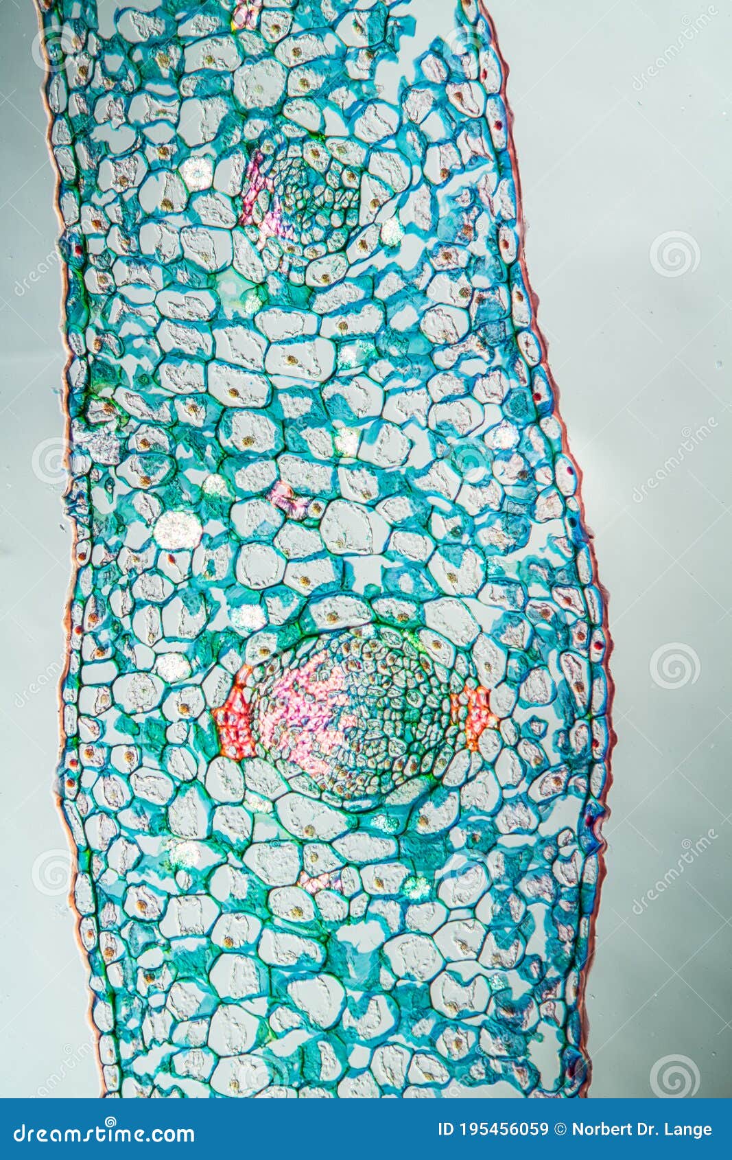 Mistletoe Leaf in Cross Section Stock Image - Image of shrub, belt ...