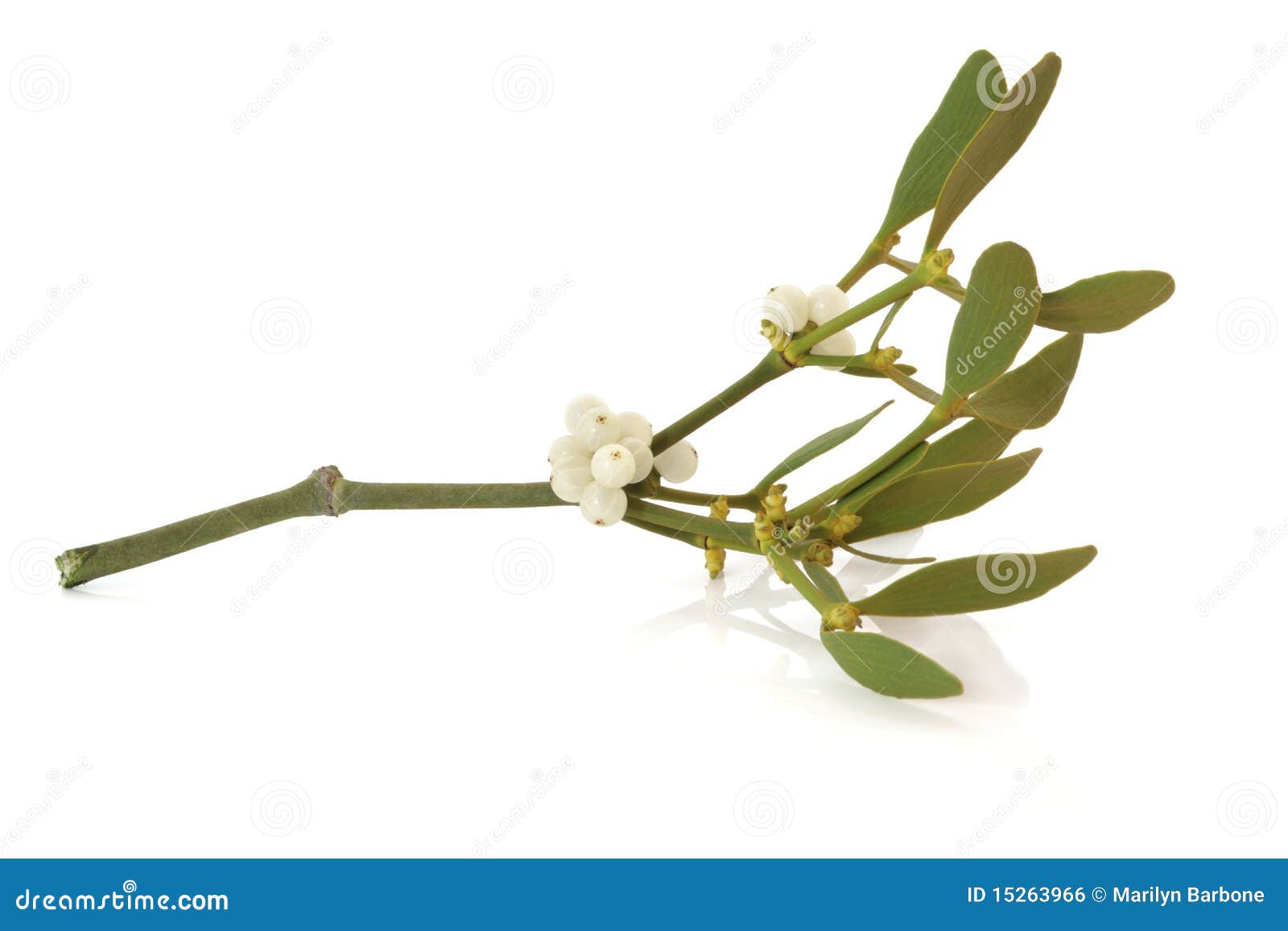 Real Mistletoe Berries