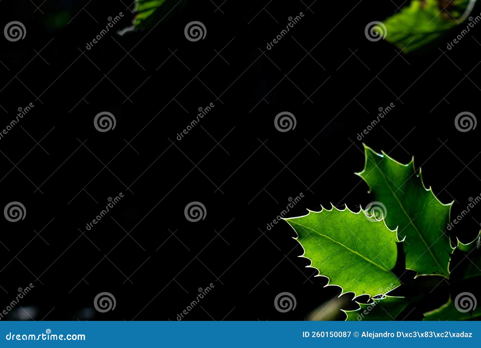 A Mistletoe Leaf Surround the Image Stock Image - Image of aloe ...