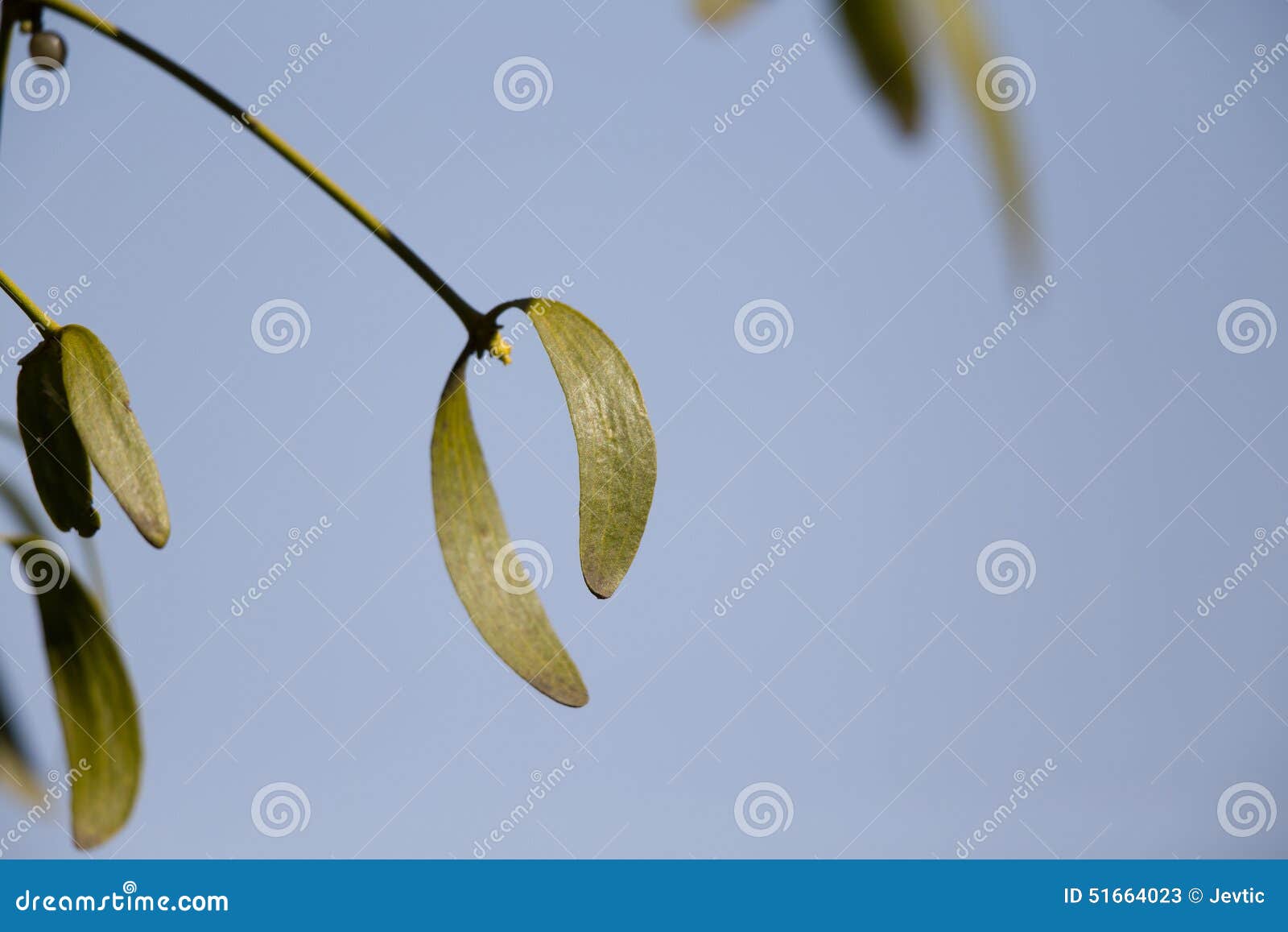 Mistletoe leaves stock image. Image of parasite, fresh - 51664023
