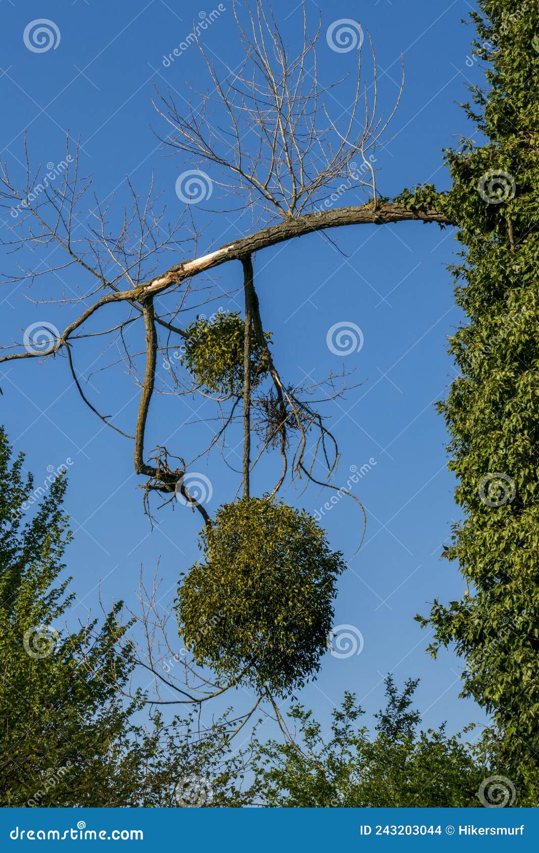 Mistletoe, Mistletoe Branches on a Dead Tree Stock Photo - Image of ...
