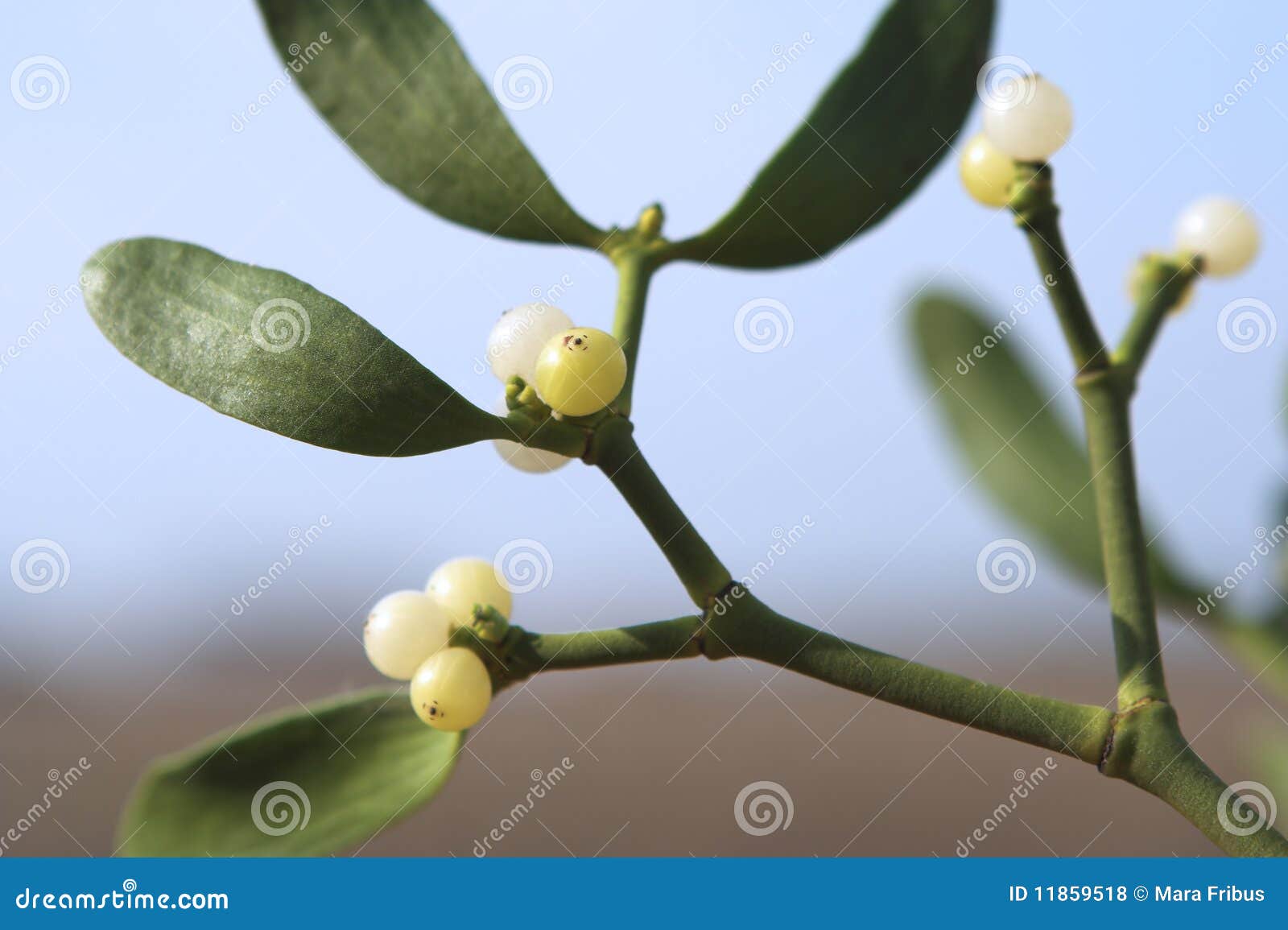 Mistletoe plant close-up stock photo. Image of hemiparasitic - 11859518