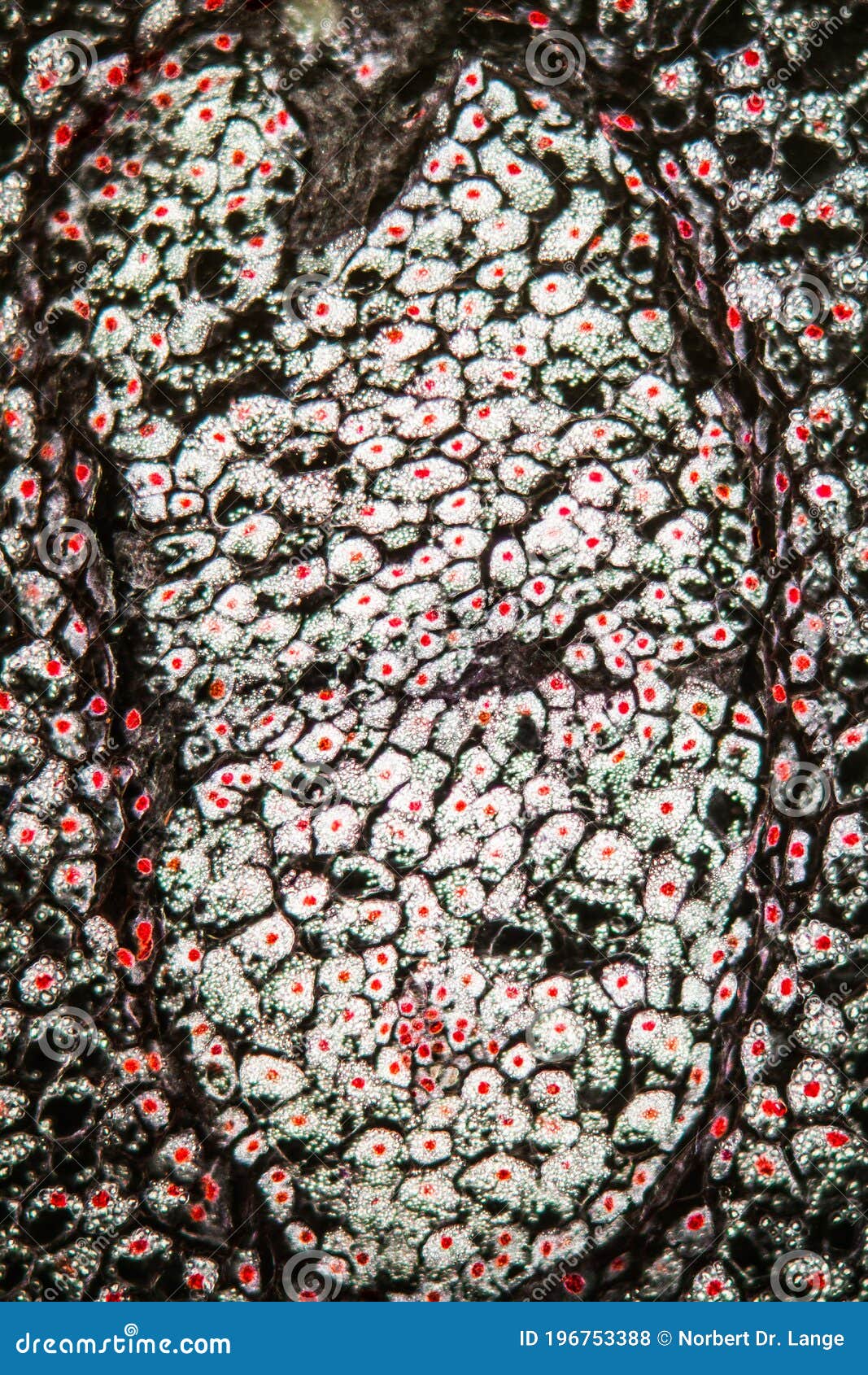 Mistletoe plant stock photo. Image of viscum, dark, macro - 196753388