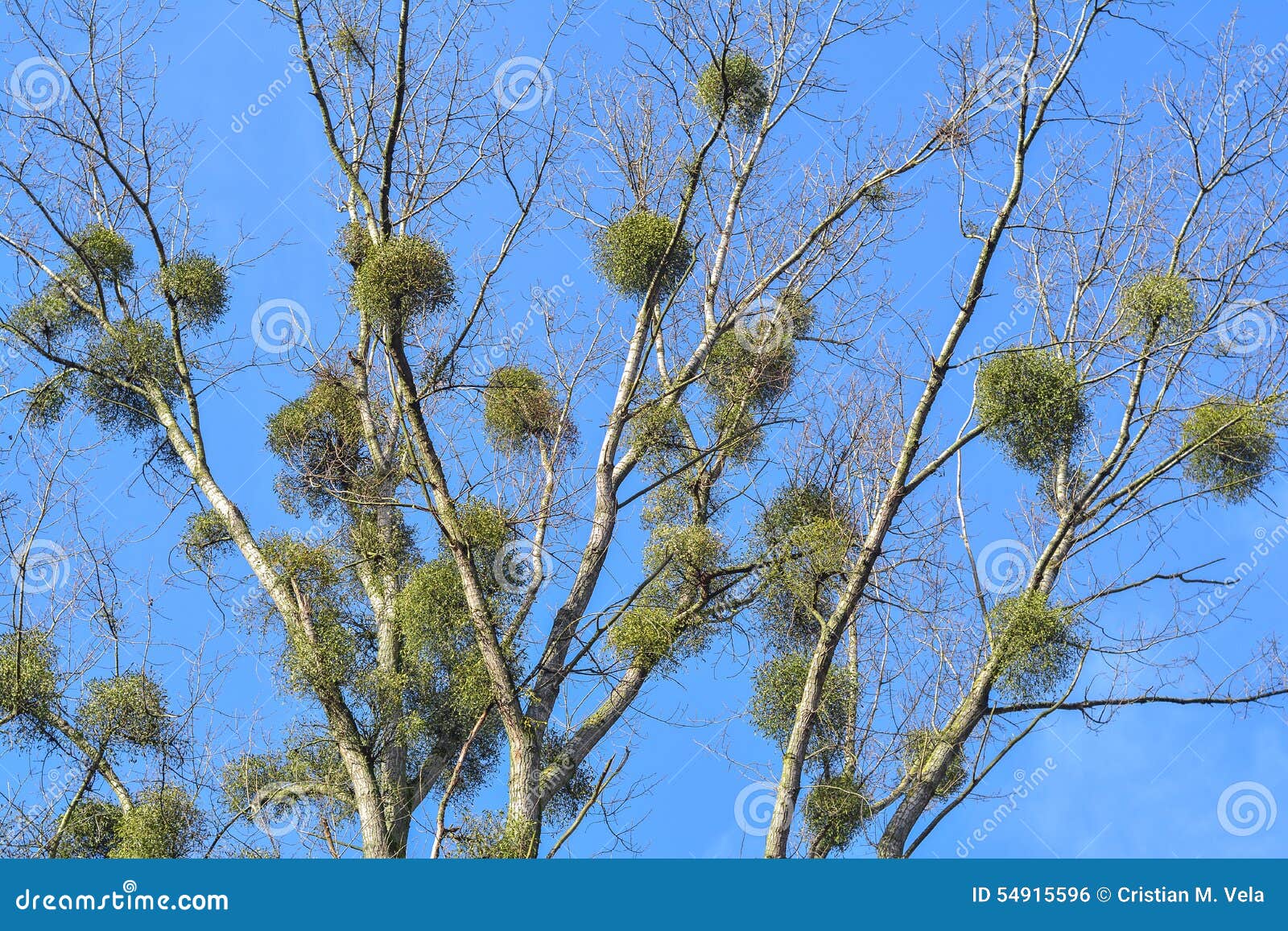 Mistletoe plant stock photo. Image of plant, winter, mistletoe - 54915596