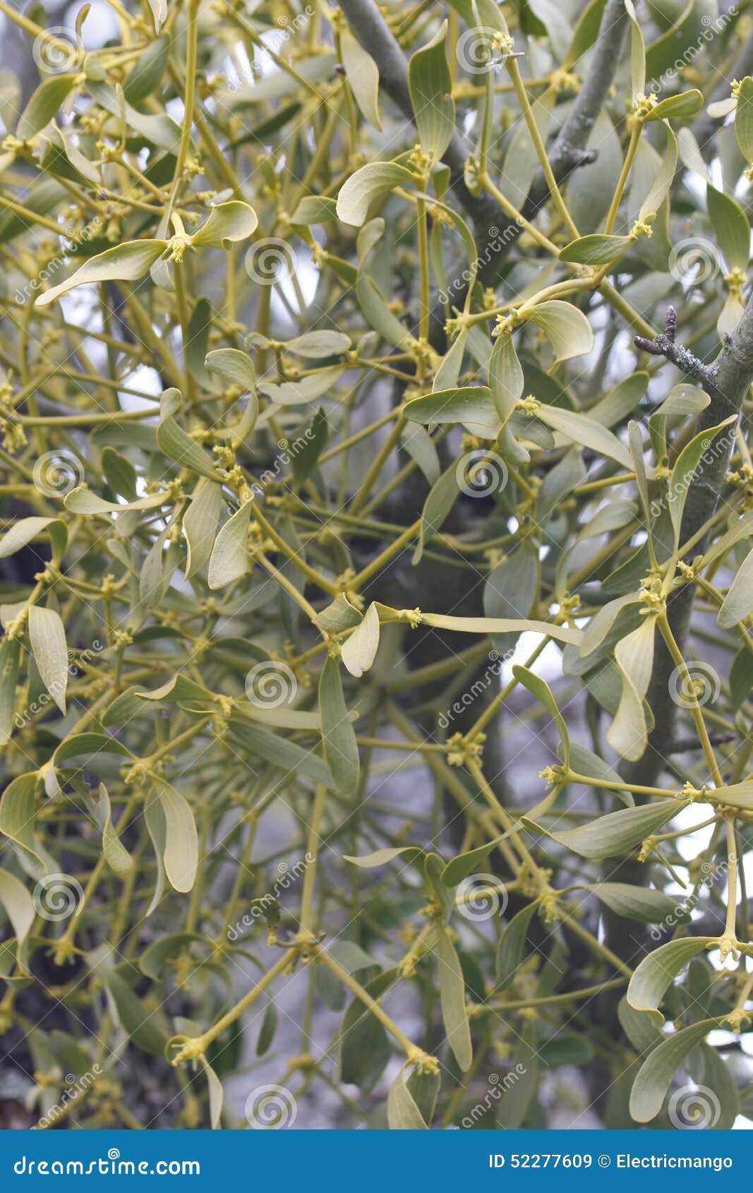 Mistletoe stock image. Image of plant, tree, poison, subshrub - 52277609