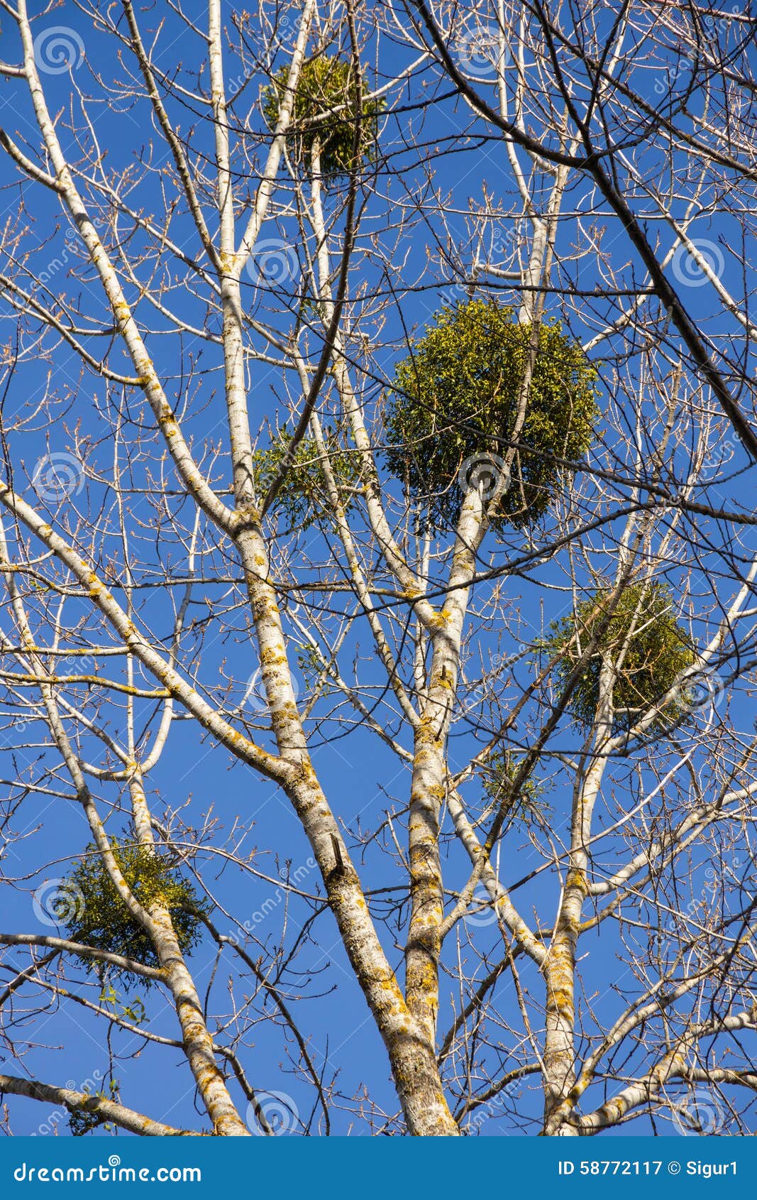 Mistletoe in Poplars stock image. Image of trees, isolated - 58772117
