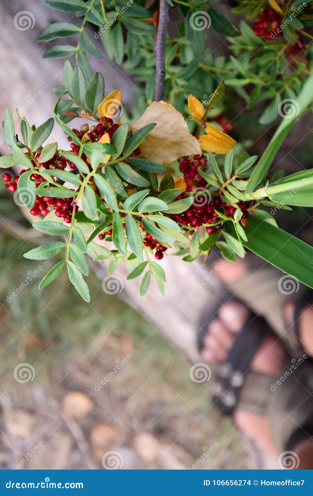 Mistletoe with Red Berries in a Forest Stock Photo - Image of berry ...