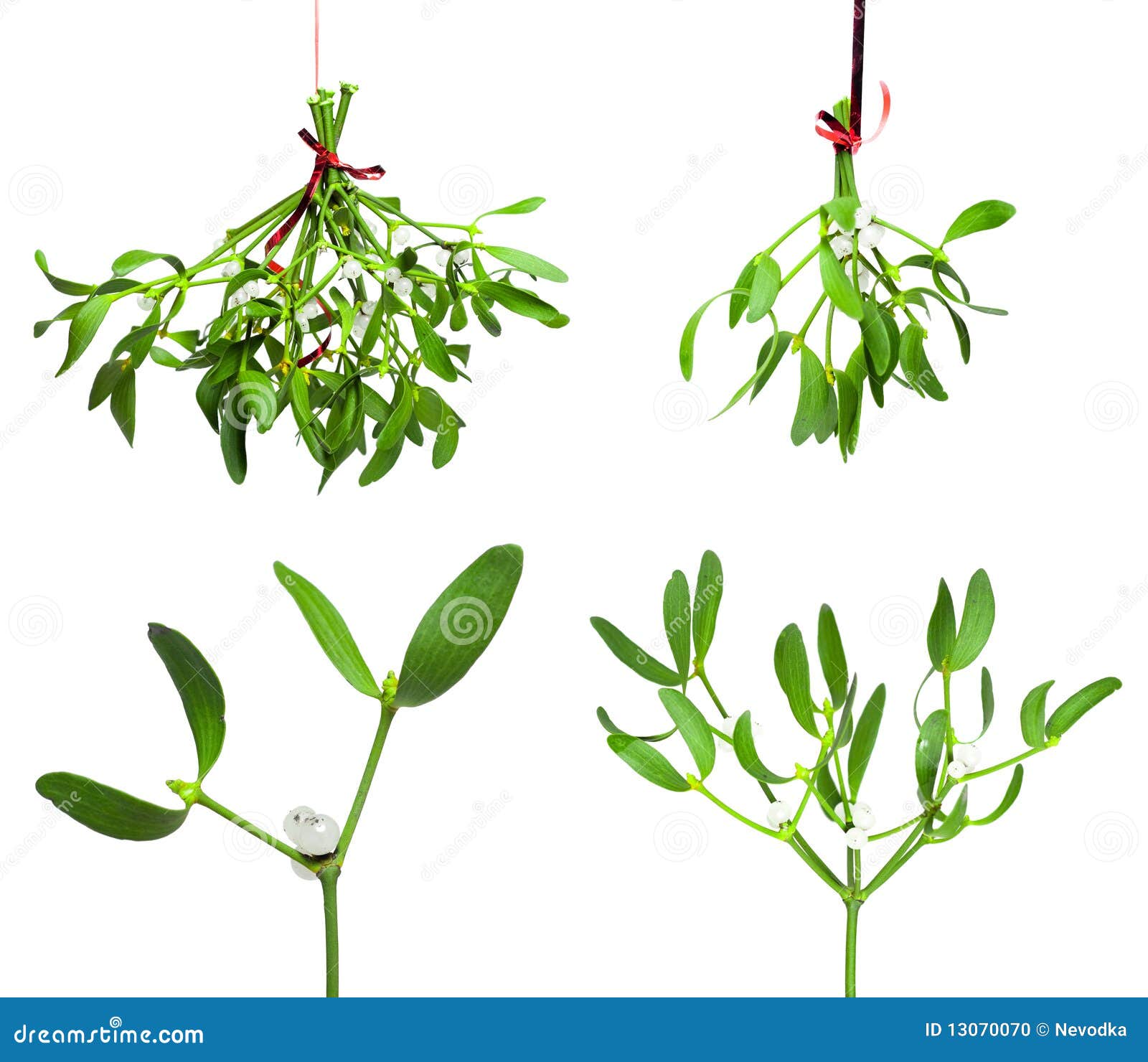 Mistletoe set stock photo. Image of foliage, hanging - 13070070